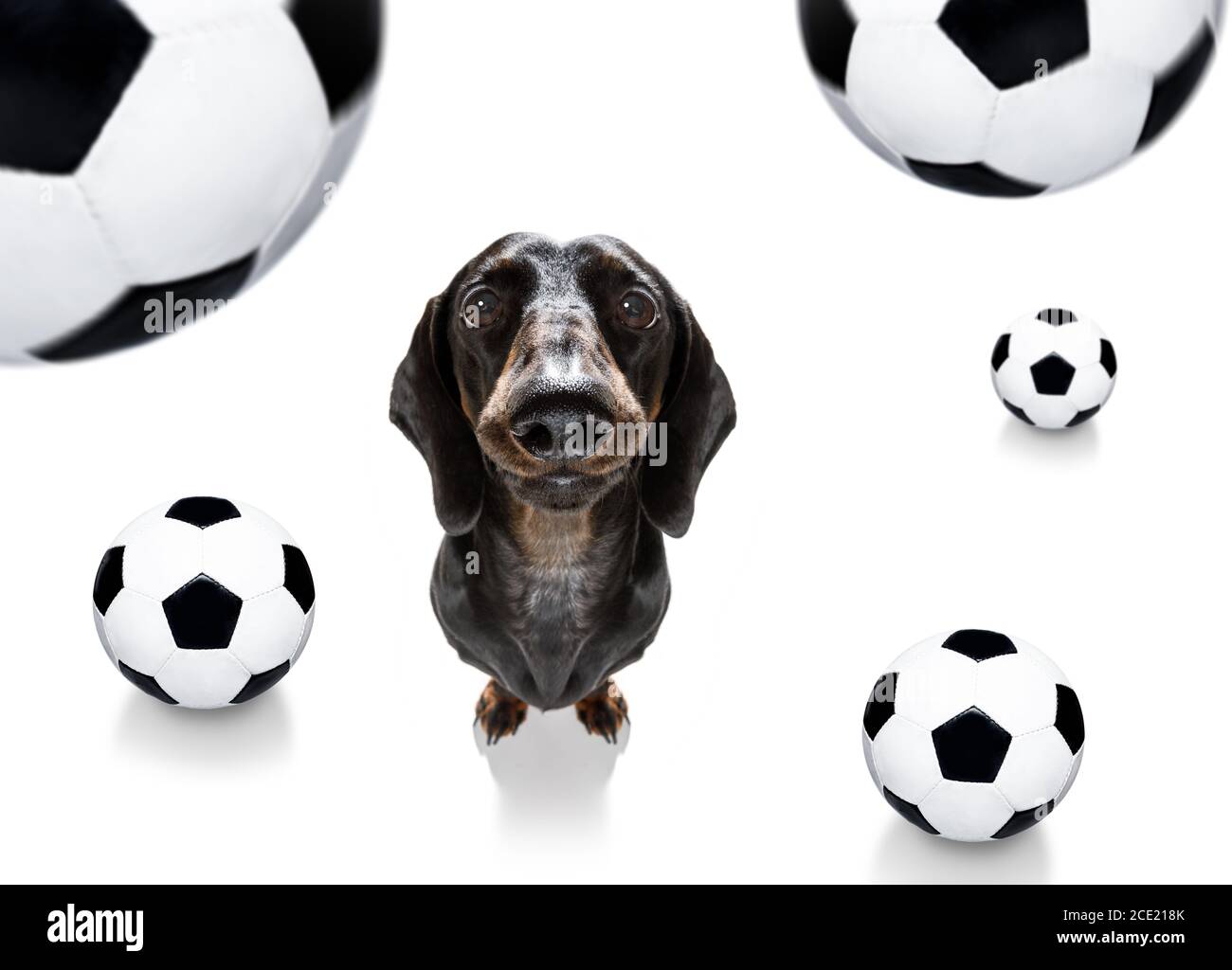 soccer football dog Stock Photo - Alamy