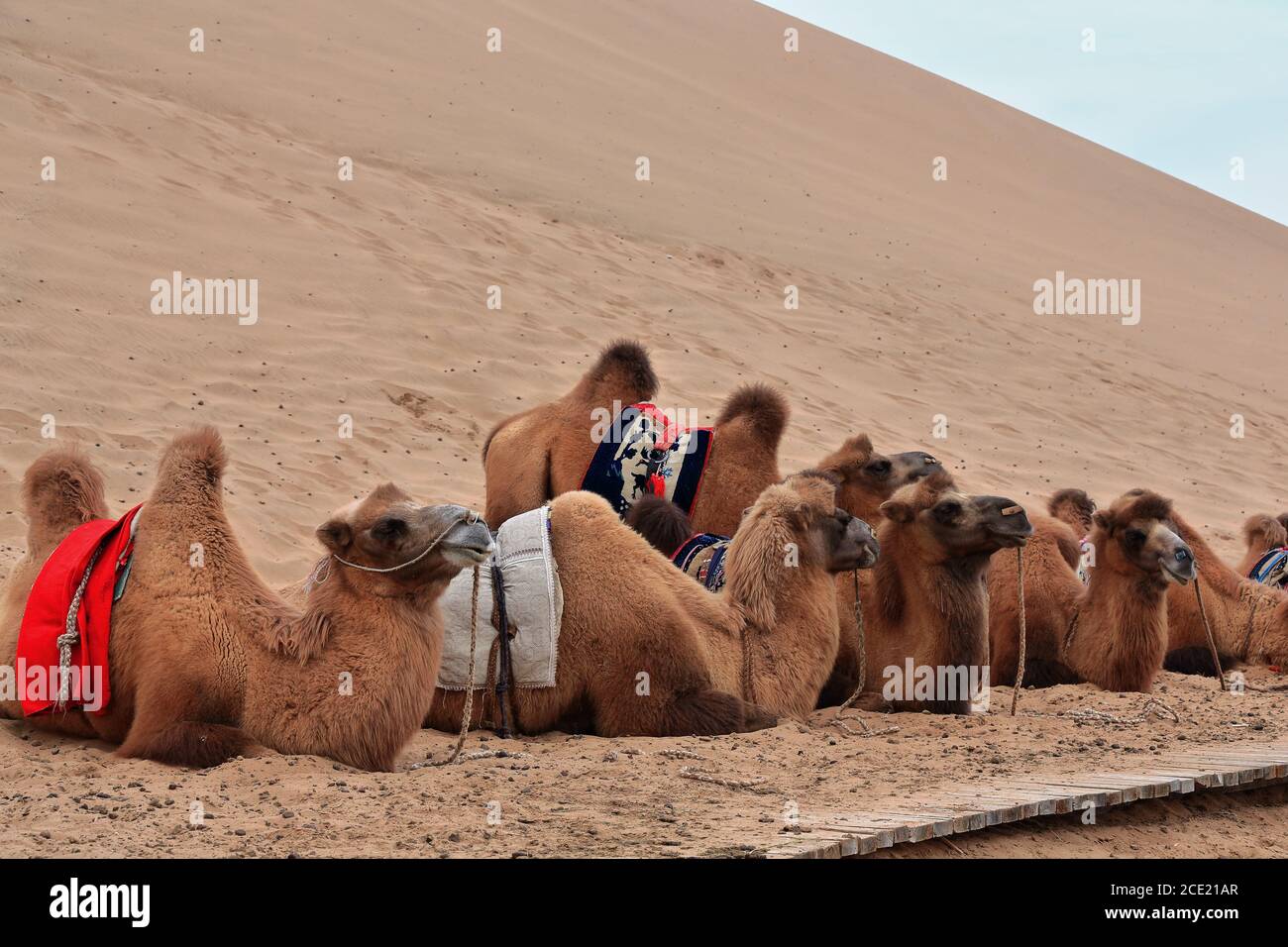 Bactrian camels group-tourist rides around Badain E.Lake-Badain Jaran ...