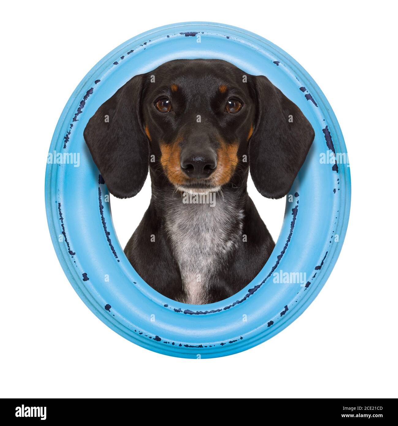 Picture of a small dog Cut Out Stock Images & Pictures - Alamy