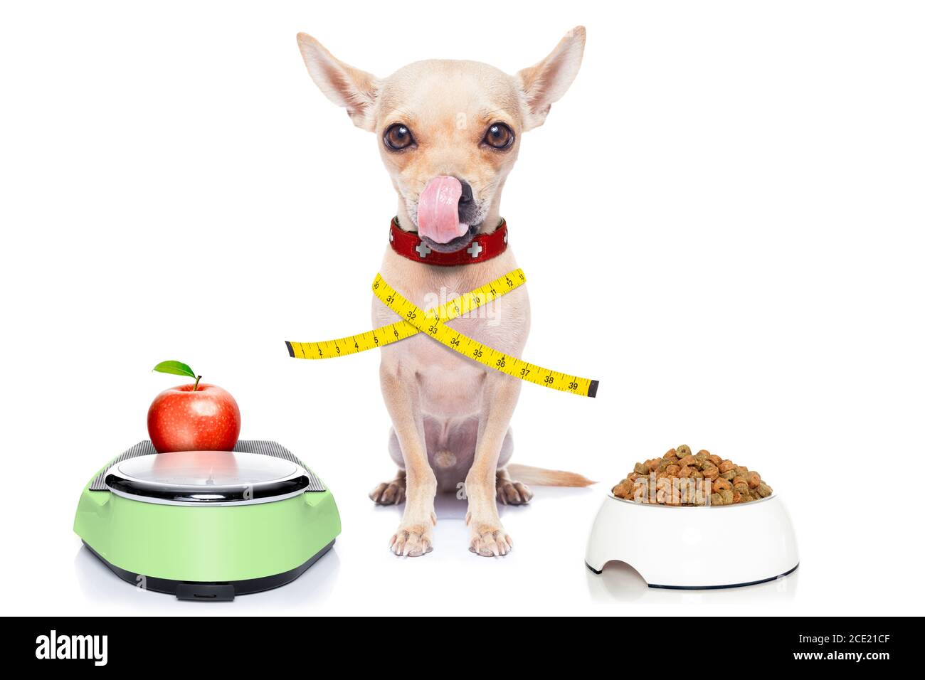 healthy hungry dog Stock Photo - Alamy