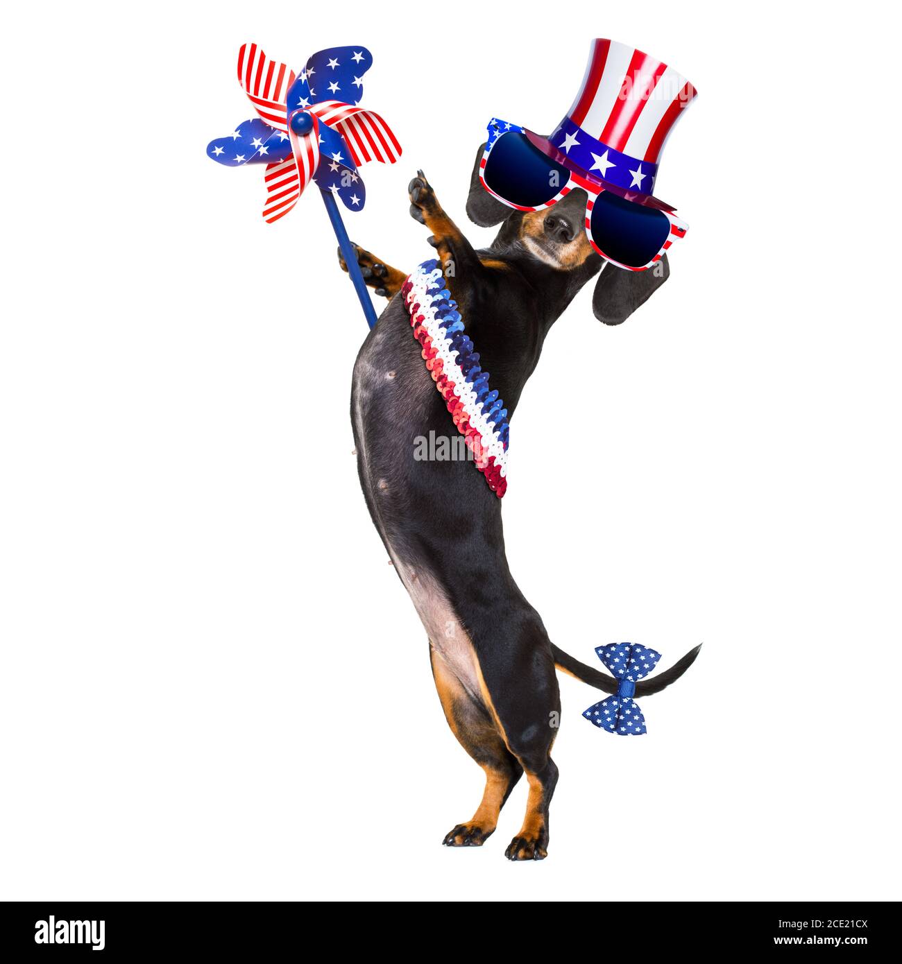 independence day 4th of july dog Stock Photo - Alamy