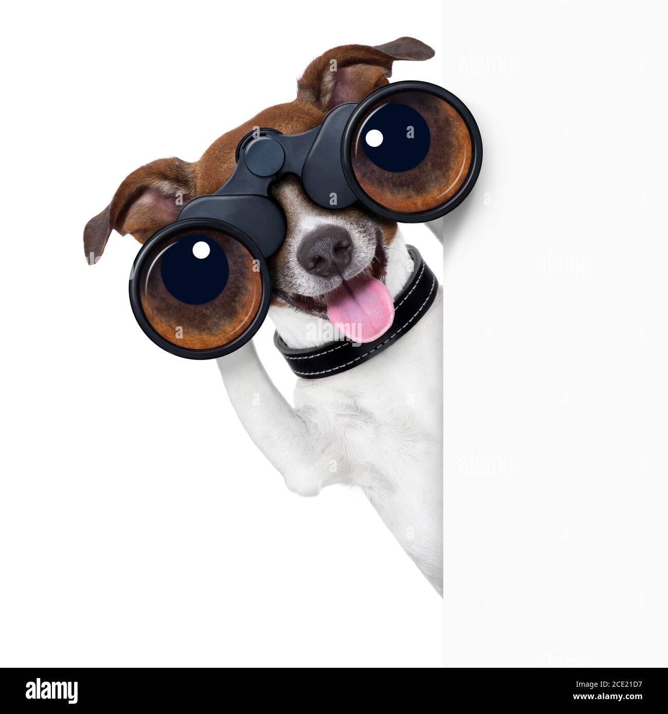 binoculars dog Stock Photo - Alamy
