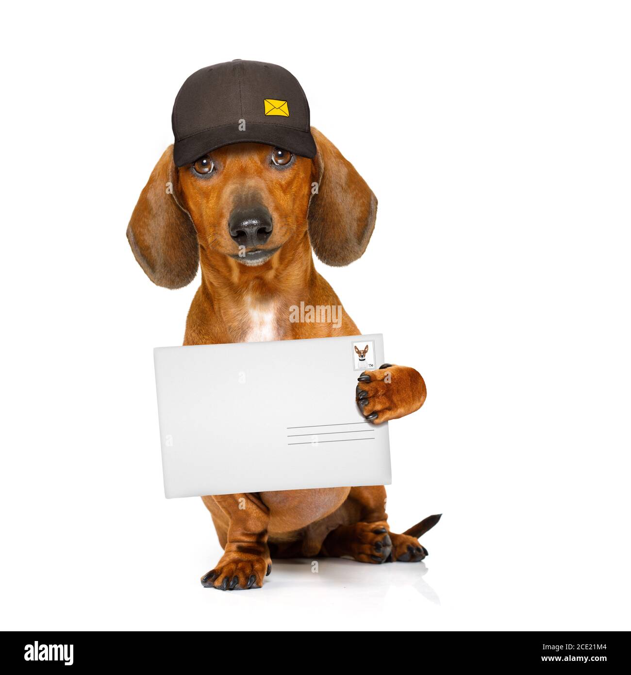 post delivery dachshund sausage dog Stock Photo - Alamy