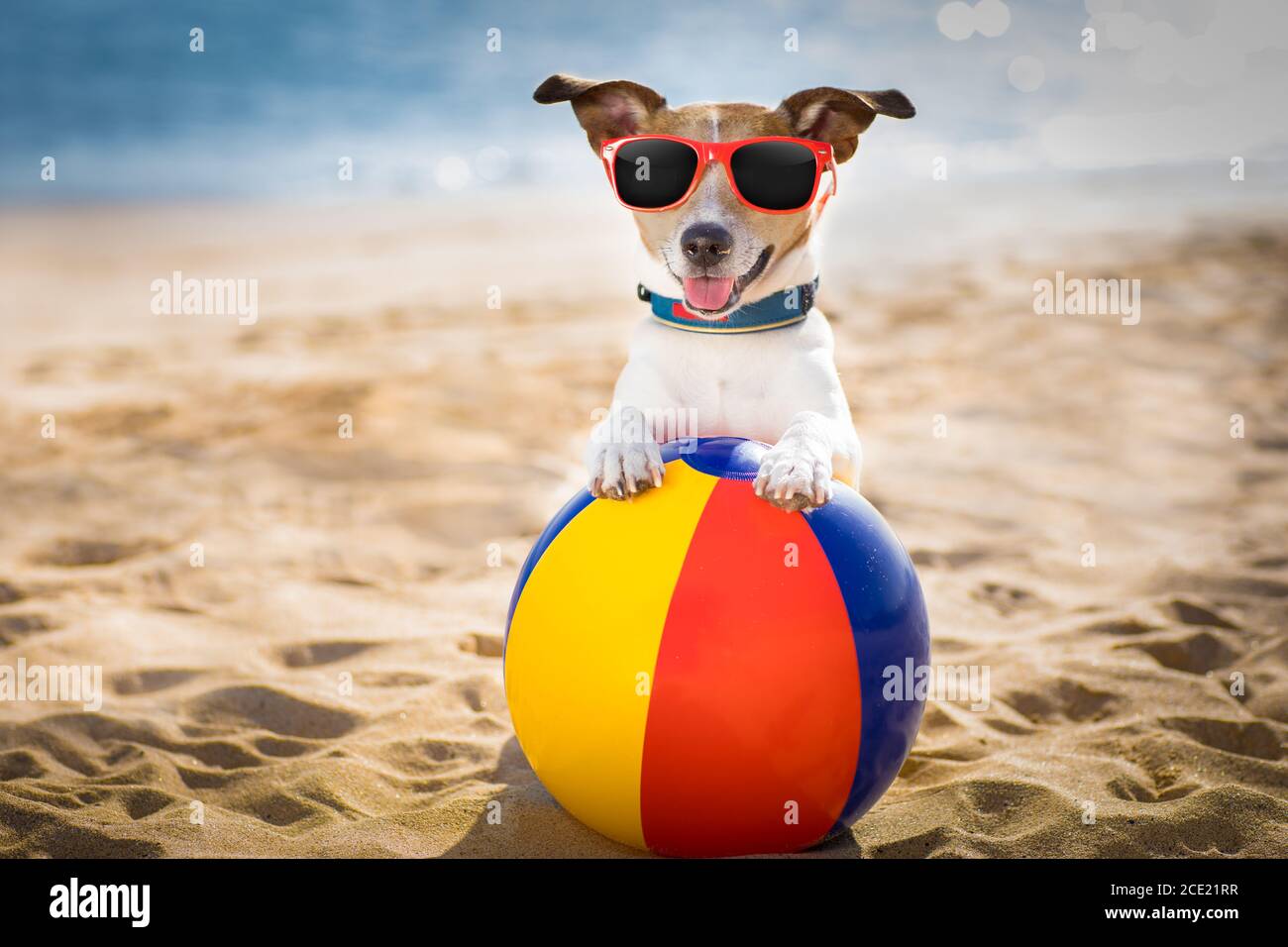 Plastic dog ball hi-res stock photography and images - Alamy