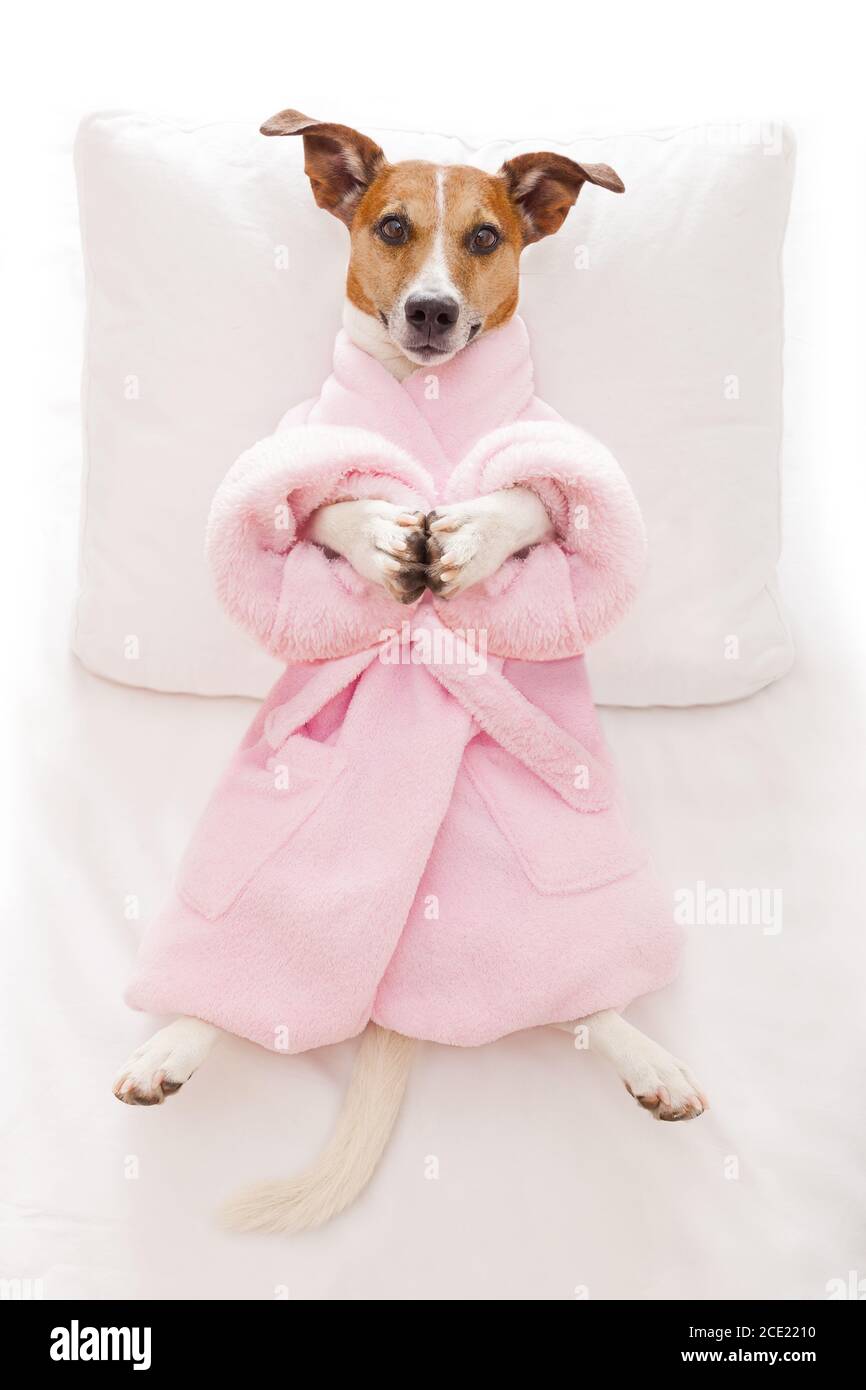 Calm dog pose hi-res stock photography and images - Alamy