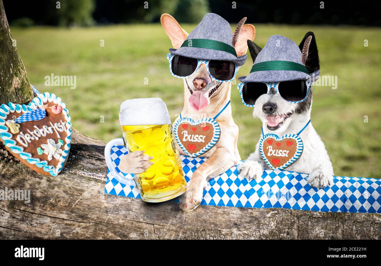 bavarian beer dog Stock Photo - Alamy