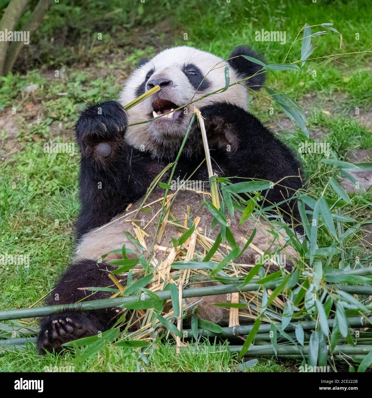 Panda eating stick hi-res stock photography and images - Alamy