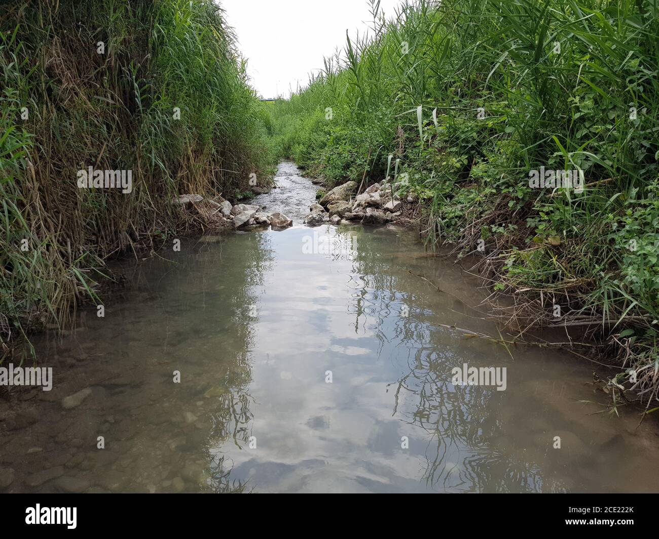 ein aviel spring that flows and drips through the evergreen shrubs to a ...