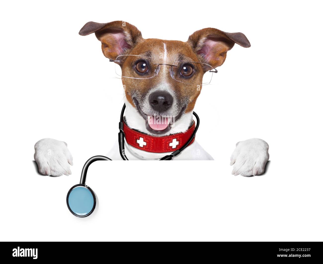medical doctor dog Stock Photo - Alamy