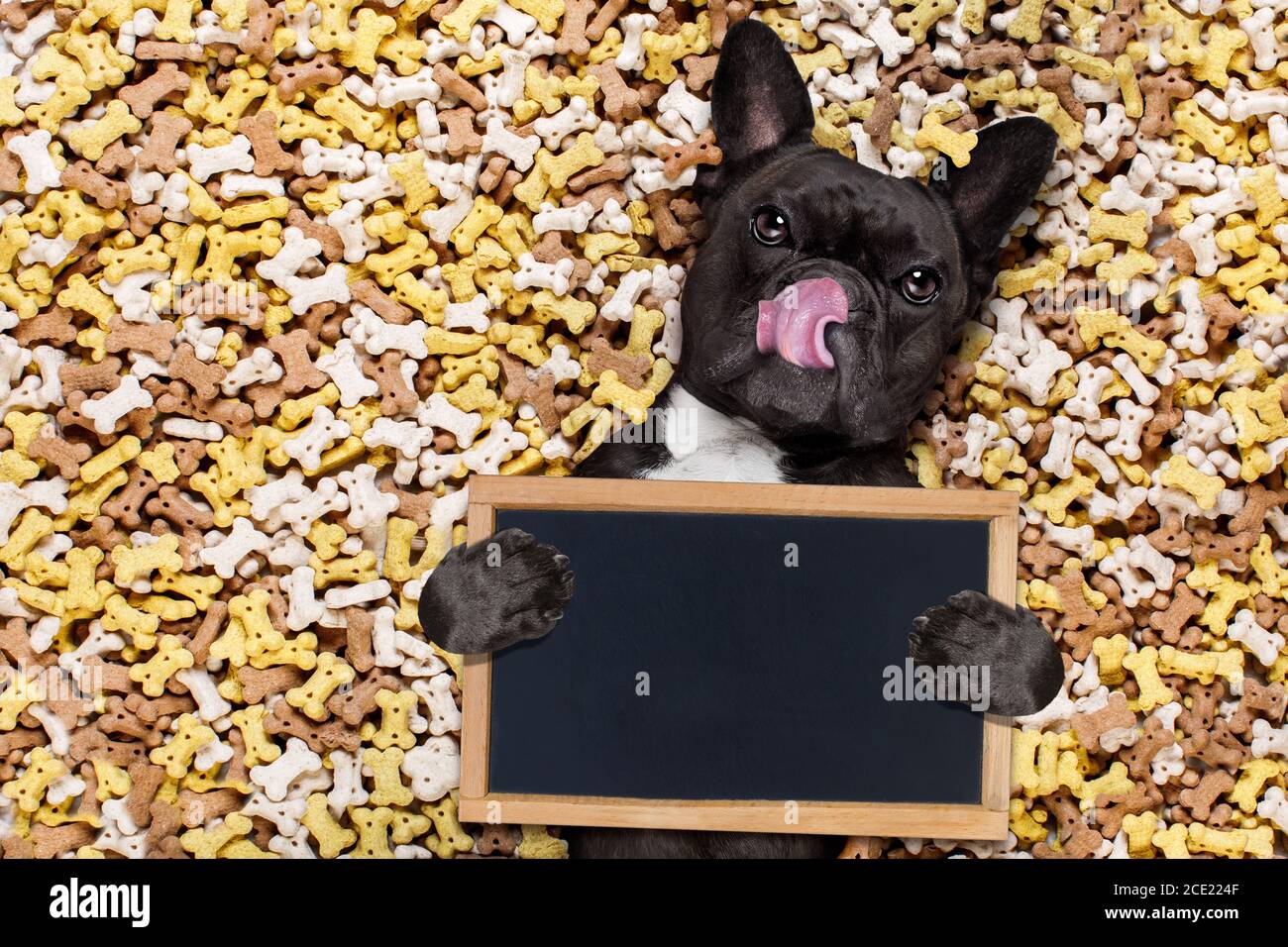 hungry dog in big food mound Stock Photo - Alamy