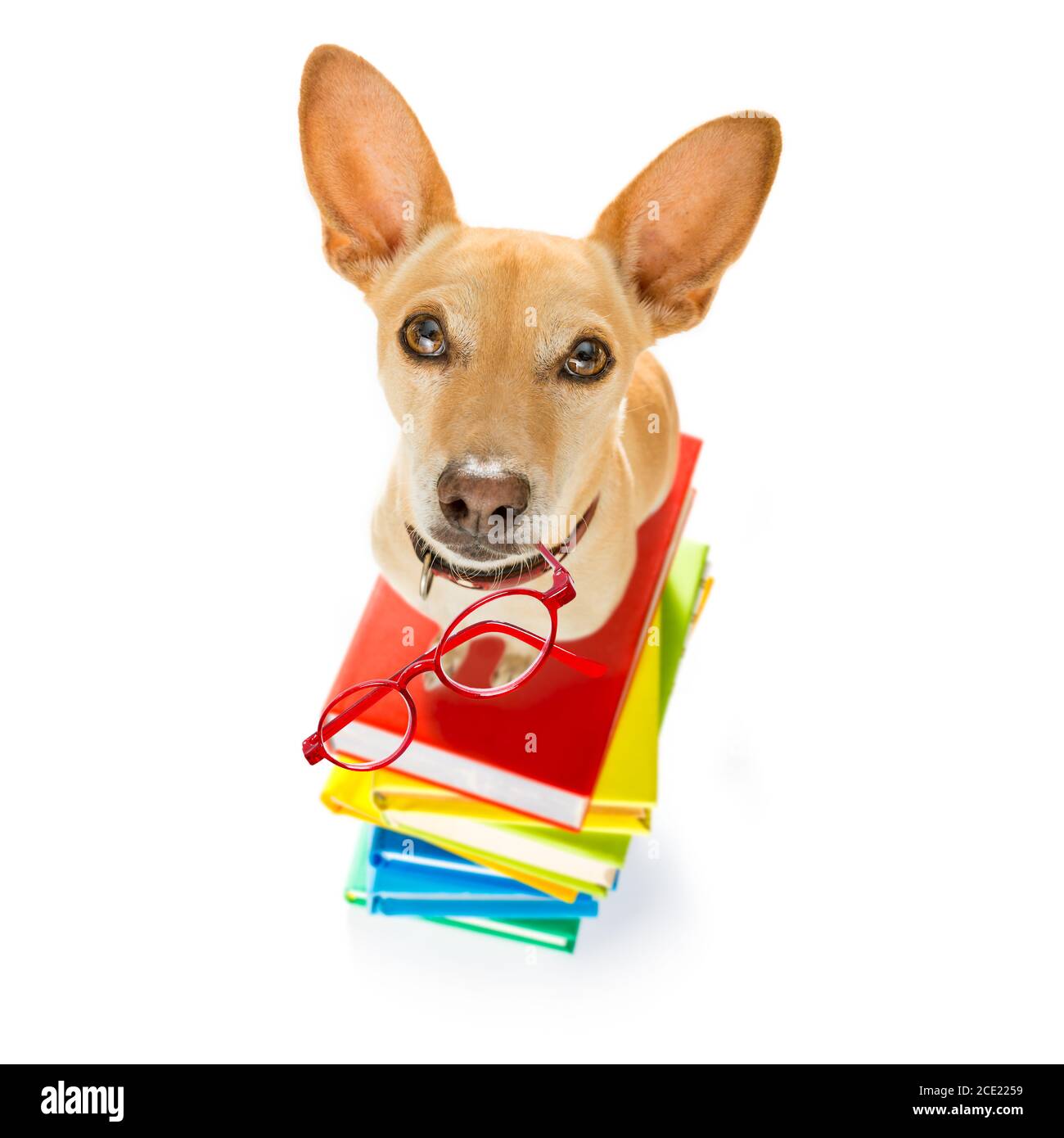 smart dog and books Stock Photo - Alamy