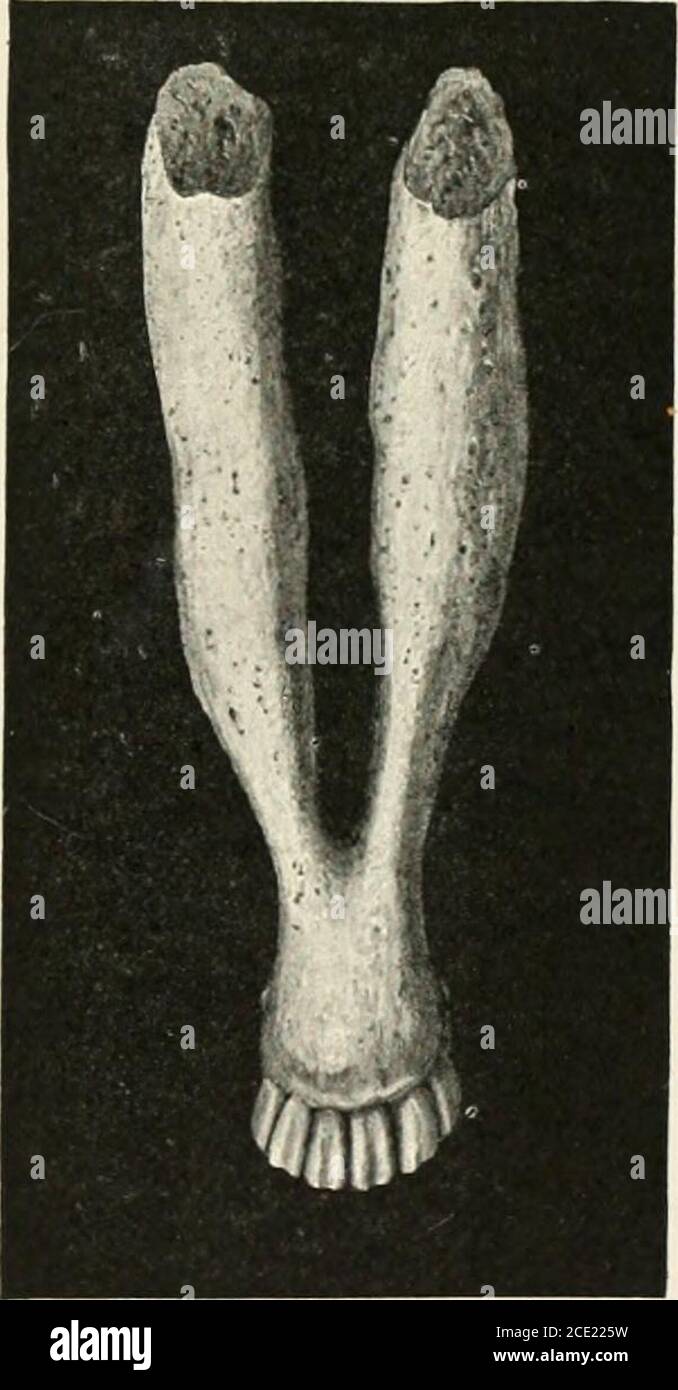 Porosis hi-res stock photography and images - Alamy