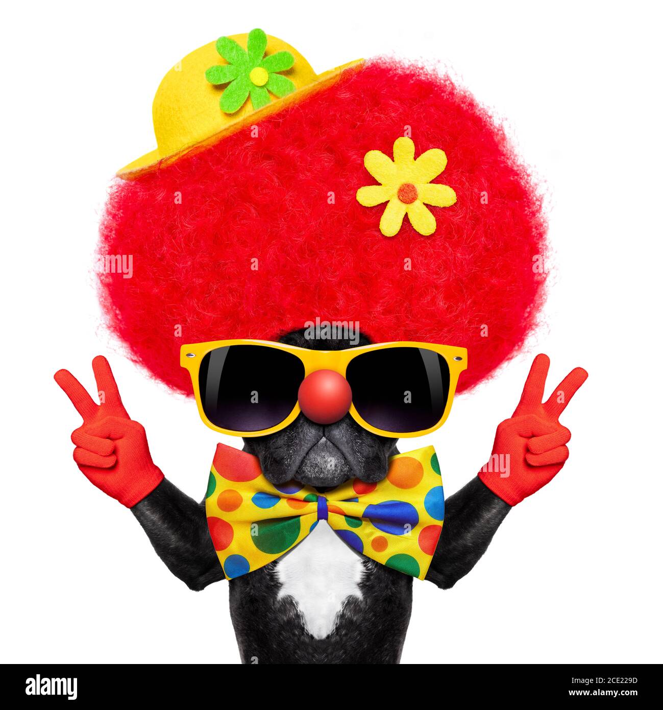 Dog clown hi-res stock photography and images - Alamy