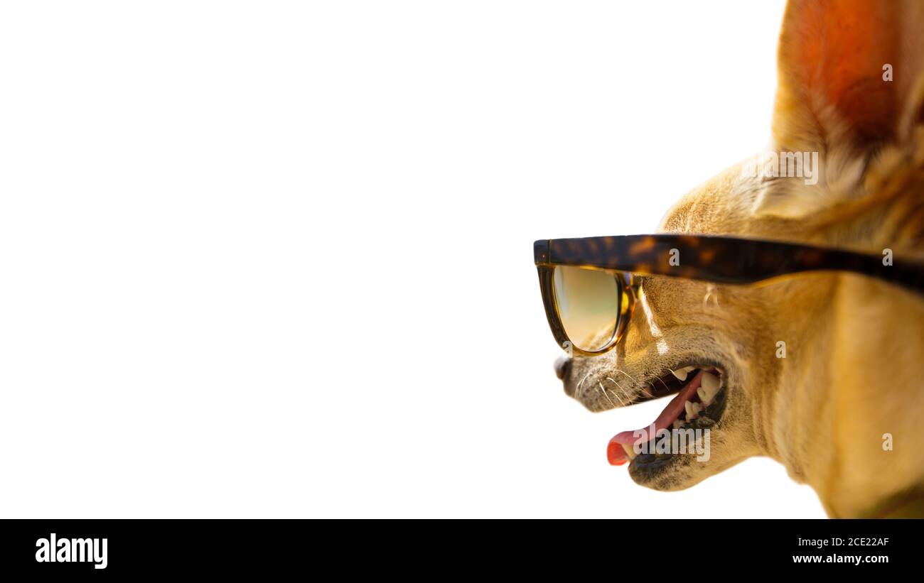 dog watching at empty negative space Stock Photo - Alamy