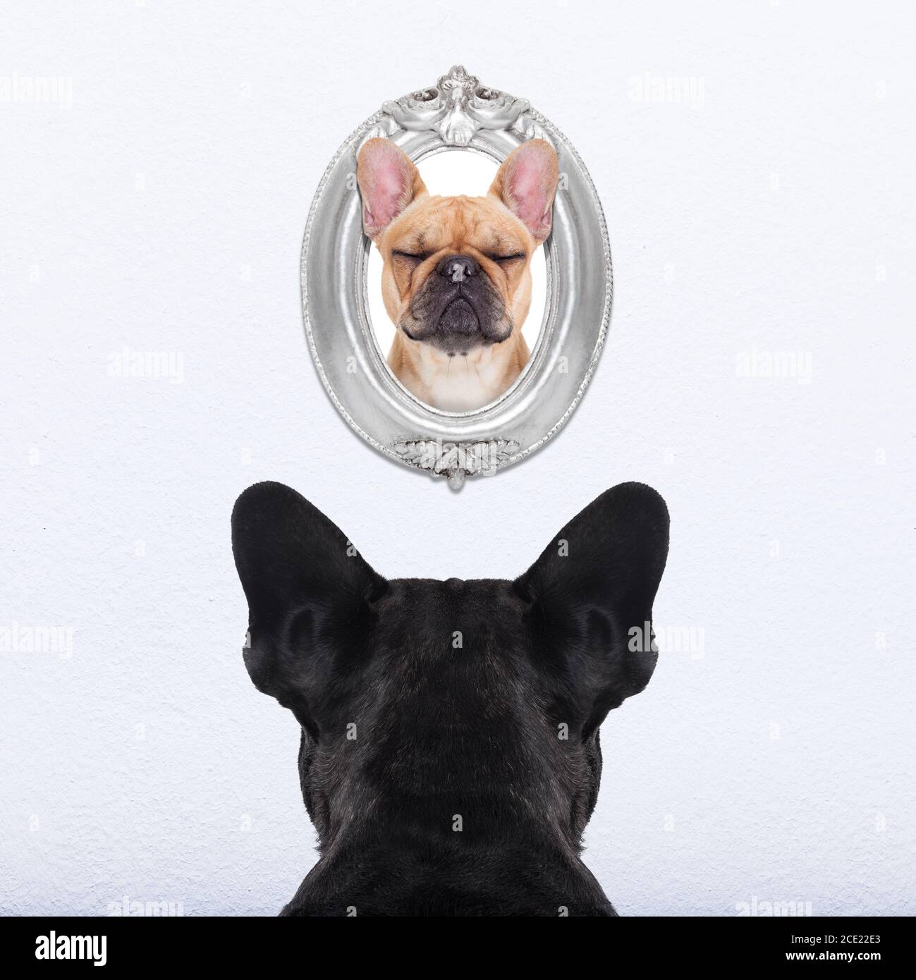 dog in frame Stock Photo - Alamy