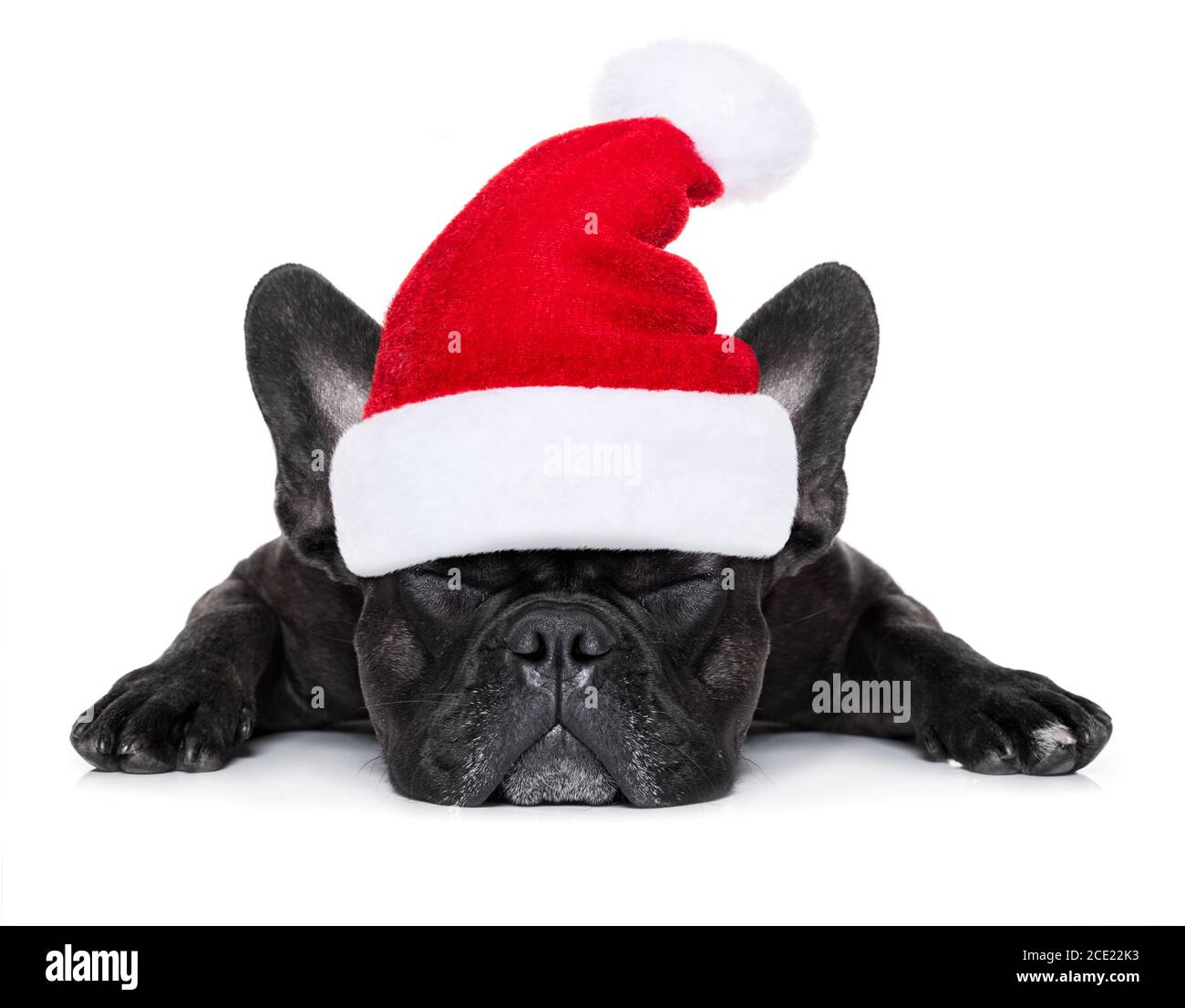 christmas santa dog Stock Photo - Alamy