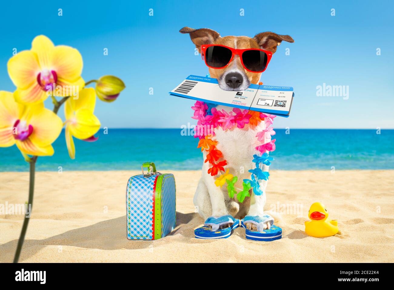 chek in boarding pass summer dog Stock Photo - Alamy