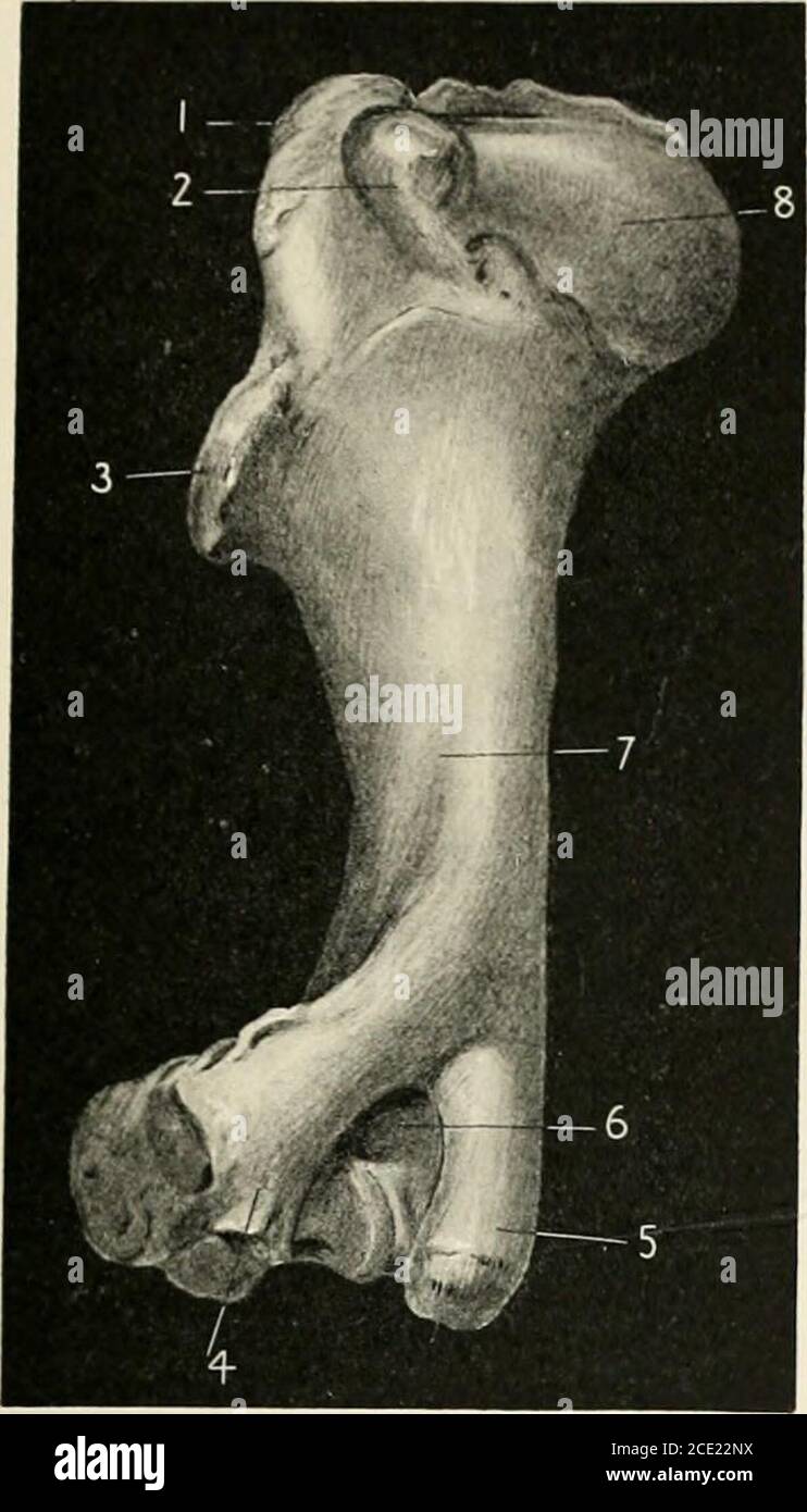 . The horse, its treatment in health and disease with a complete guide ...