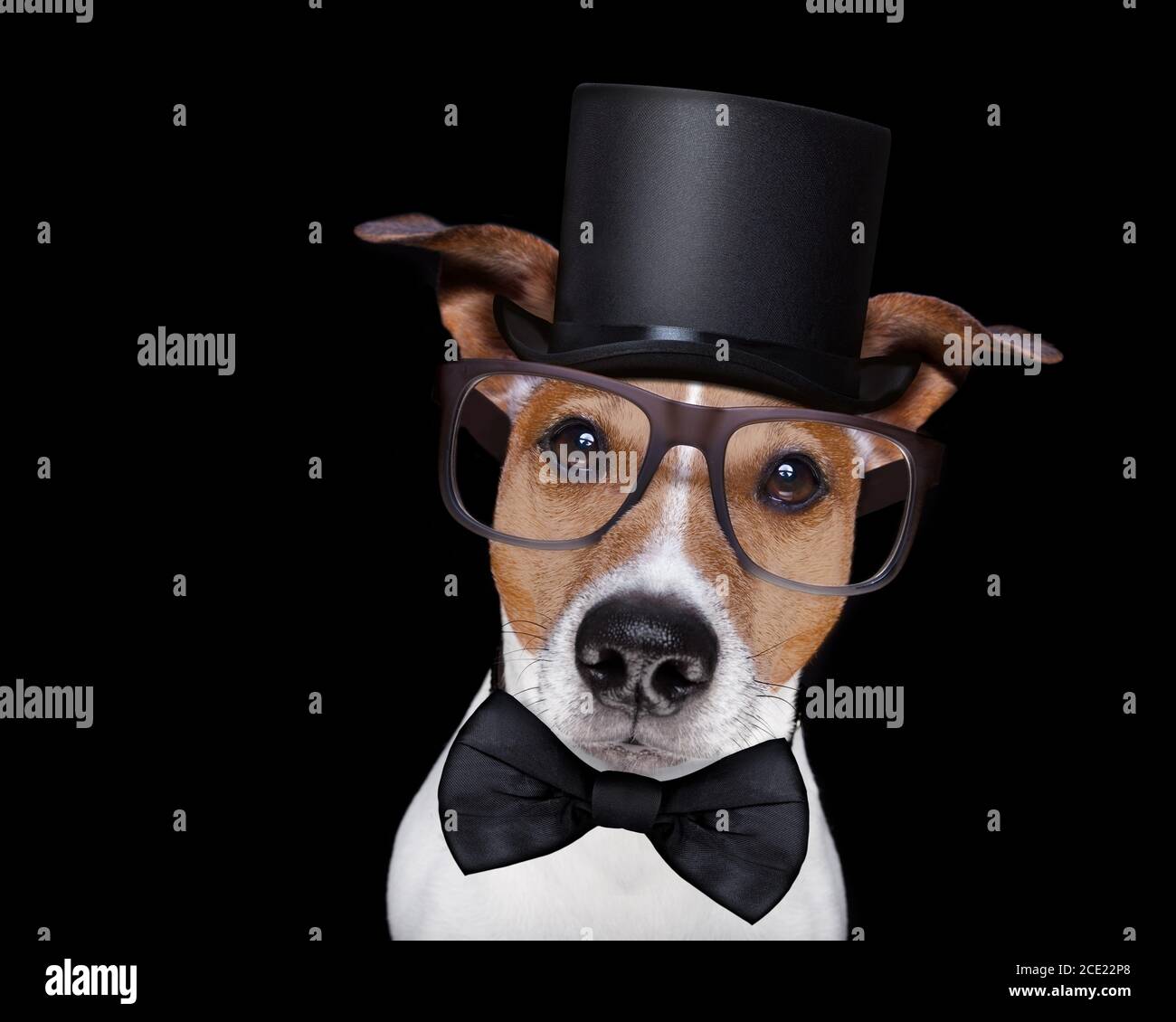 smart dog isolated on black Stock Photo - Alamy