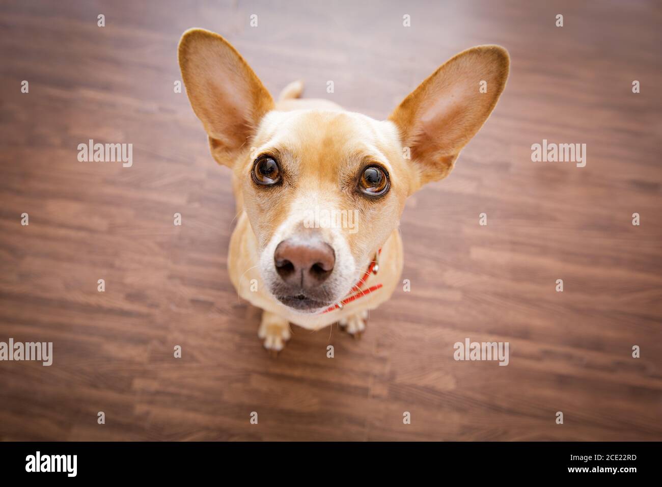 dog waits for owner Stock Photo - Alamy
