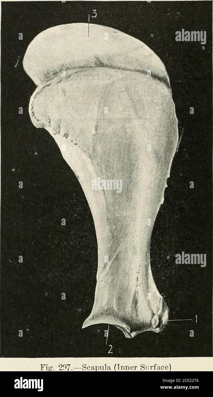 Bone Furrow
