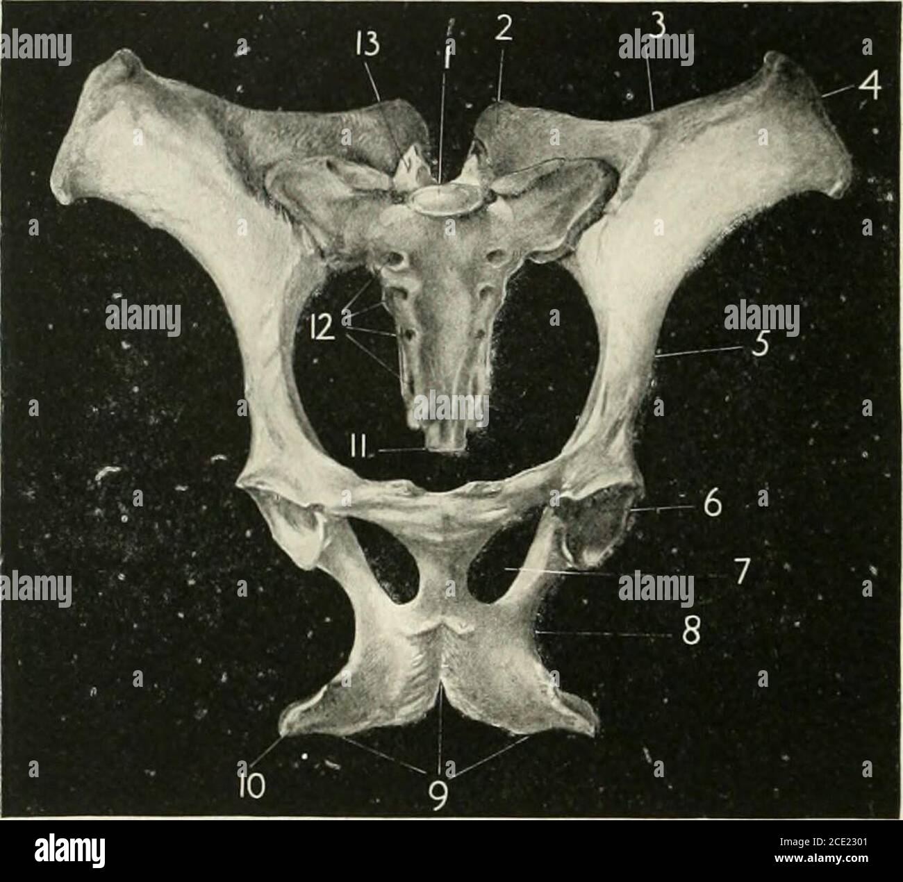 . The horse, its treatment in health and disease with a complete guide ...