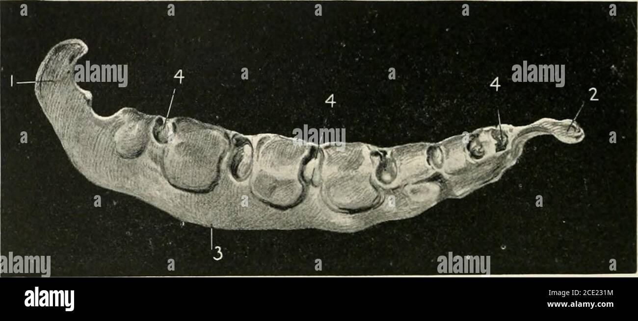 . The horse, its treatment in health and disease with a complete guide ...