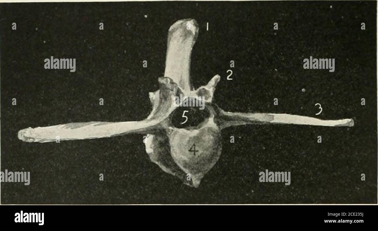 . The horse, its treatment in health and disease with a complete guide ...