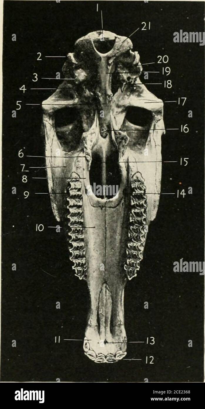 . The horse, its treatment in health and disease with a complete guide ...