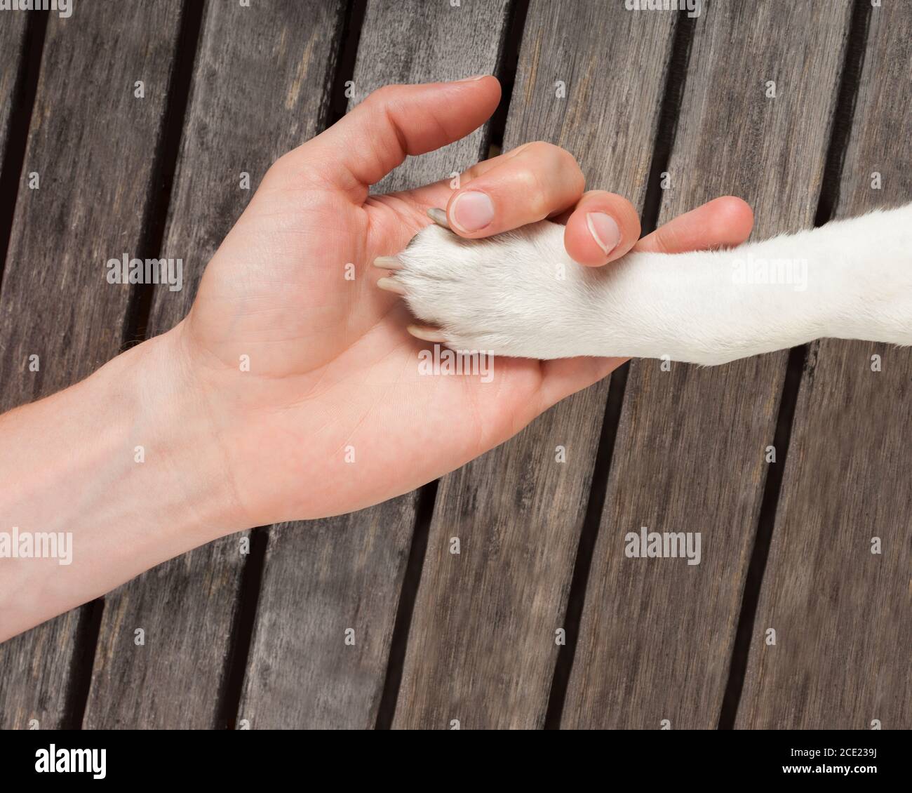 Dog handshake hi-res stock photography and images - Alamy