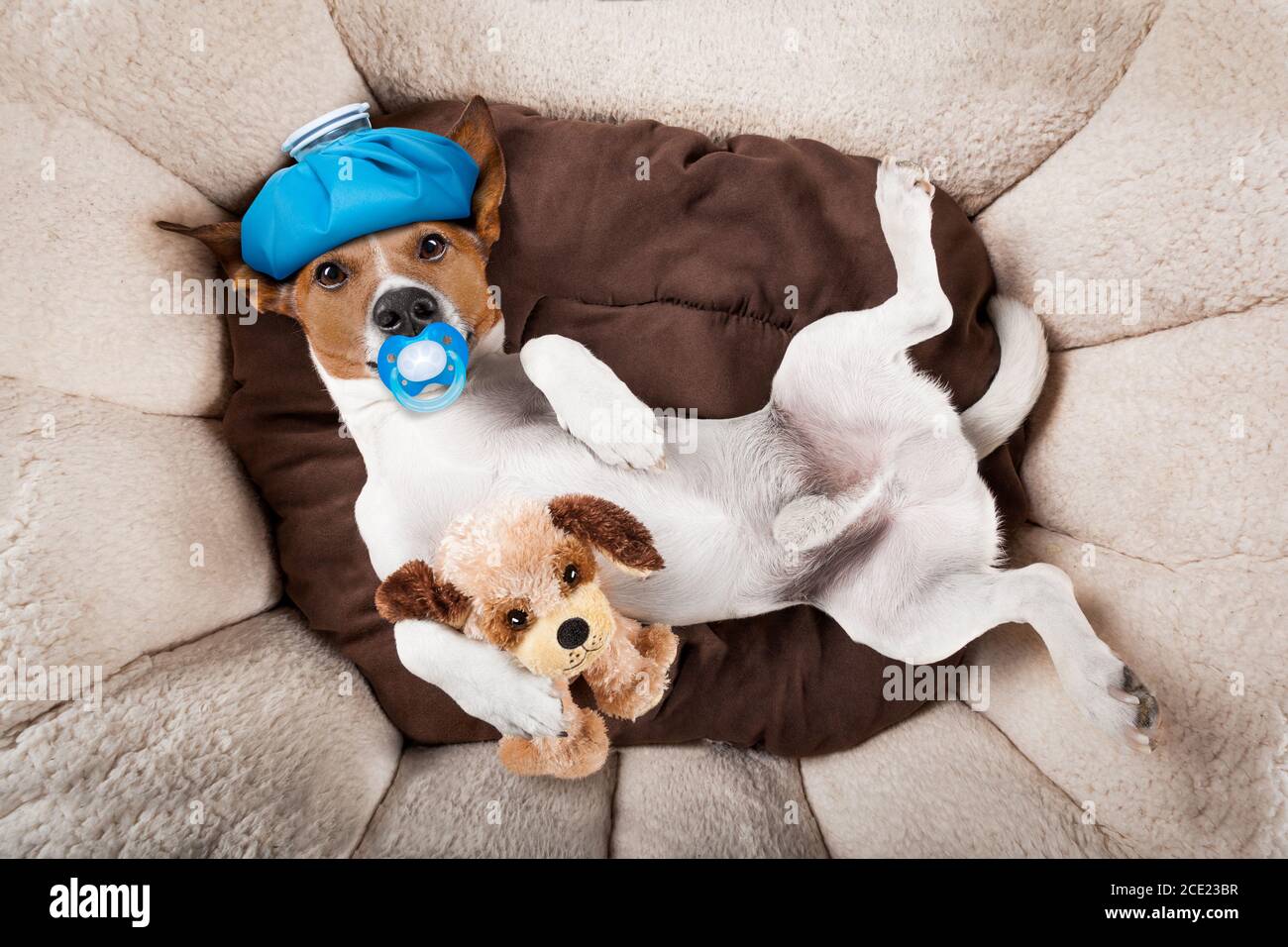 dog sleeping or resting the hangover and headache Stock Photo - Alamy