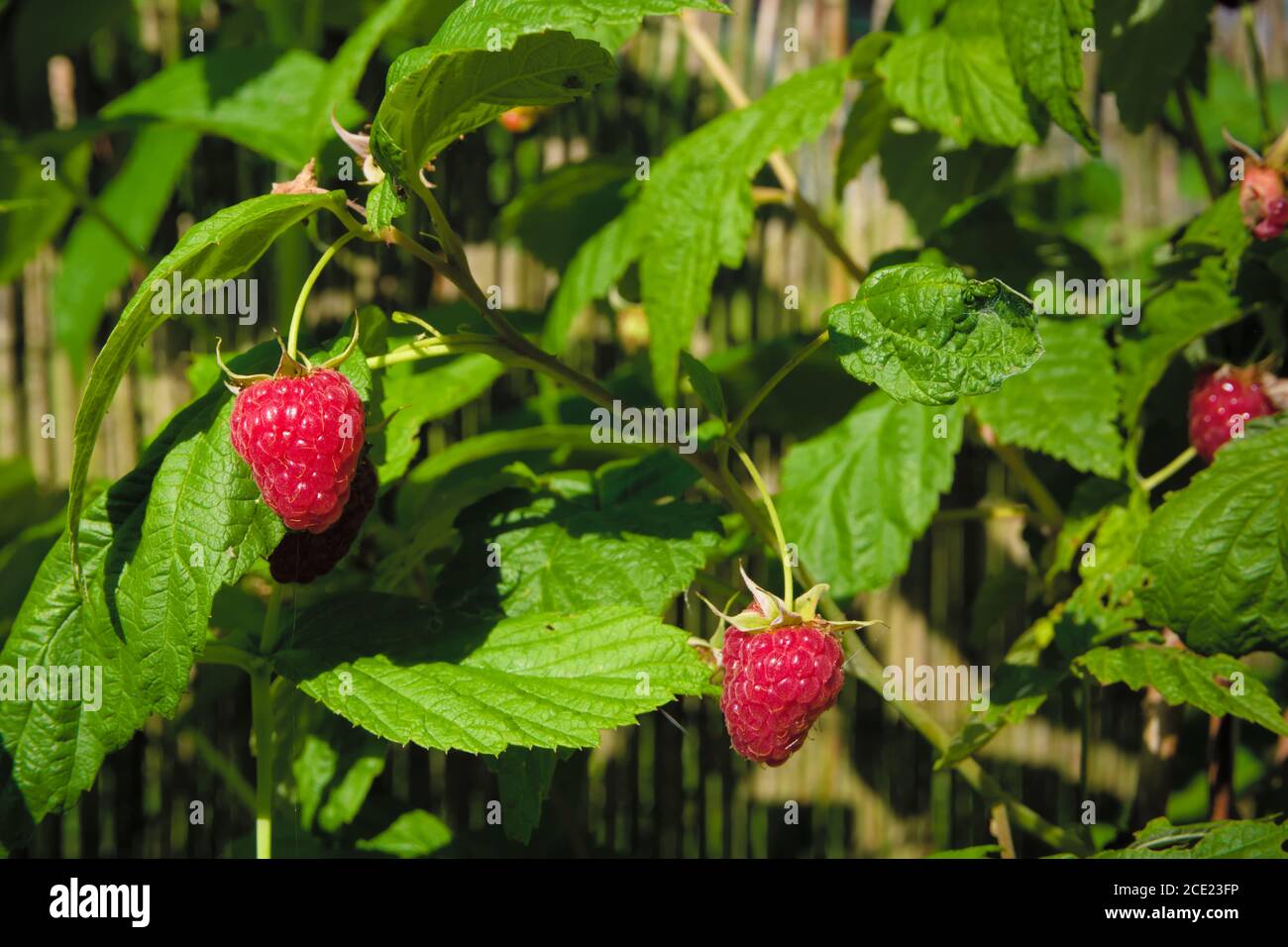 Ripe and beautiful raspberry next to green leaves Stock Photo - Alamy