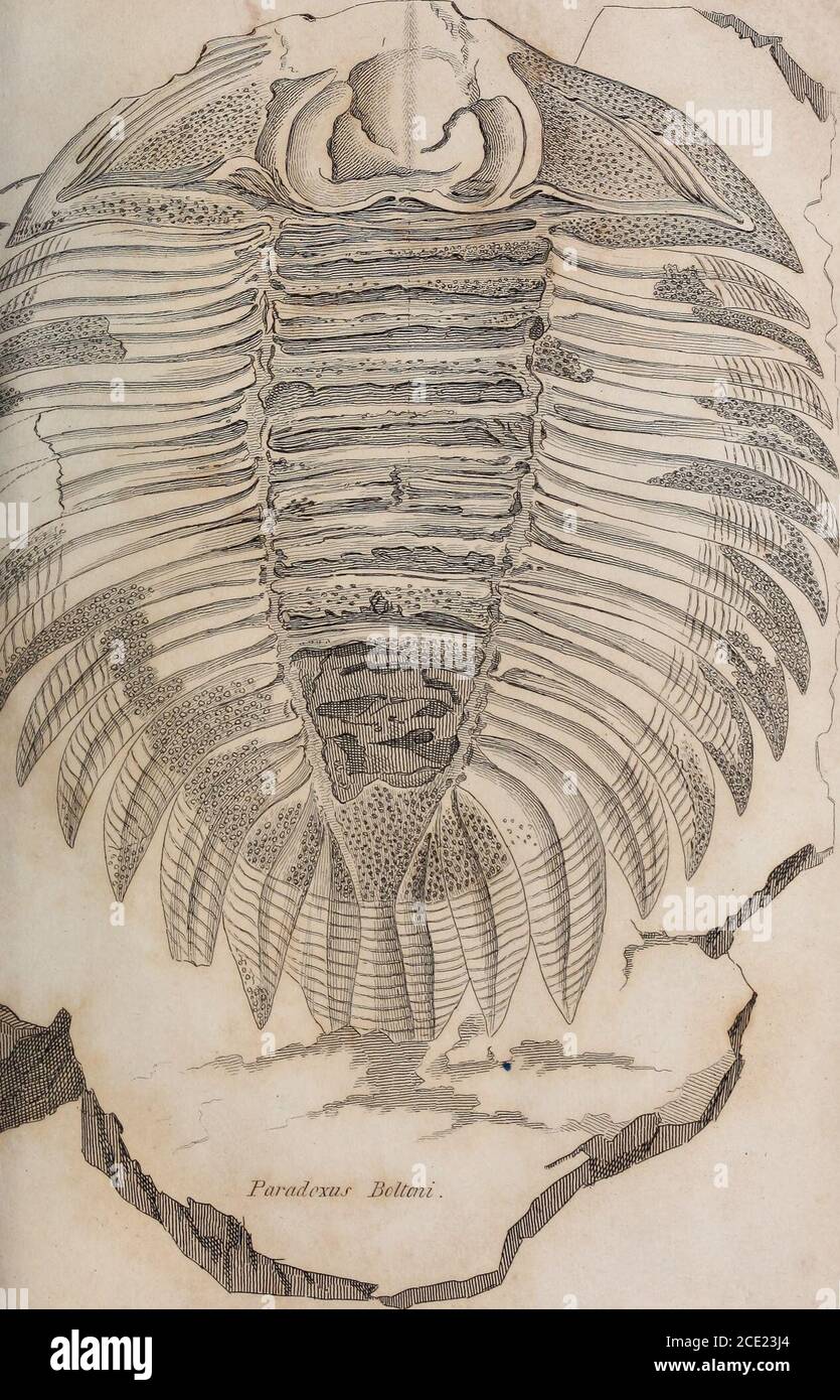 Lower lobes form hi-res stock photography and images - Alamy