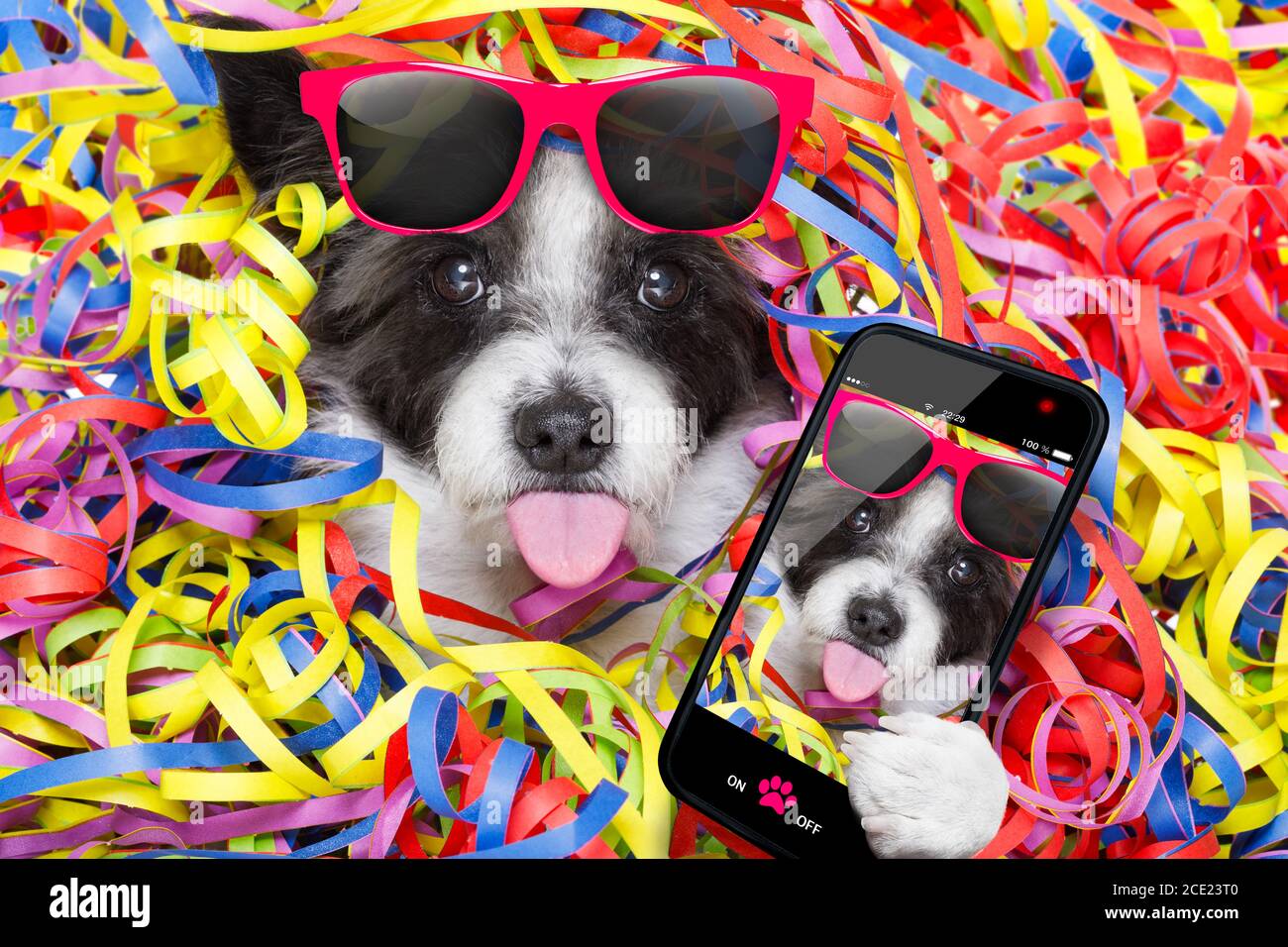 party celebration dog Stock Photo - Alamy