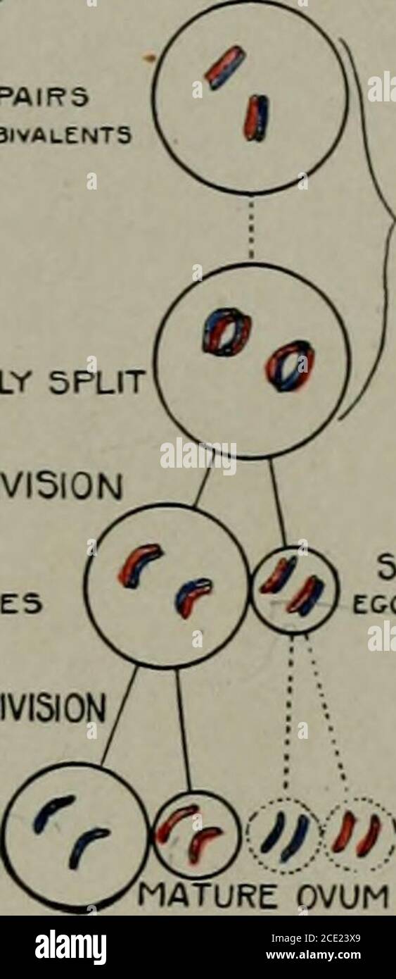 Primary polar body hi-res stock photography and images - Alamy