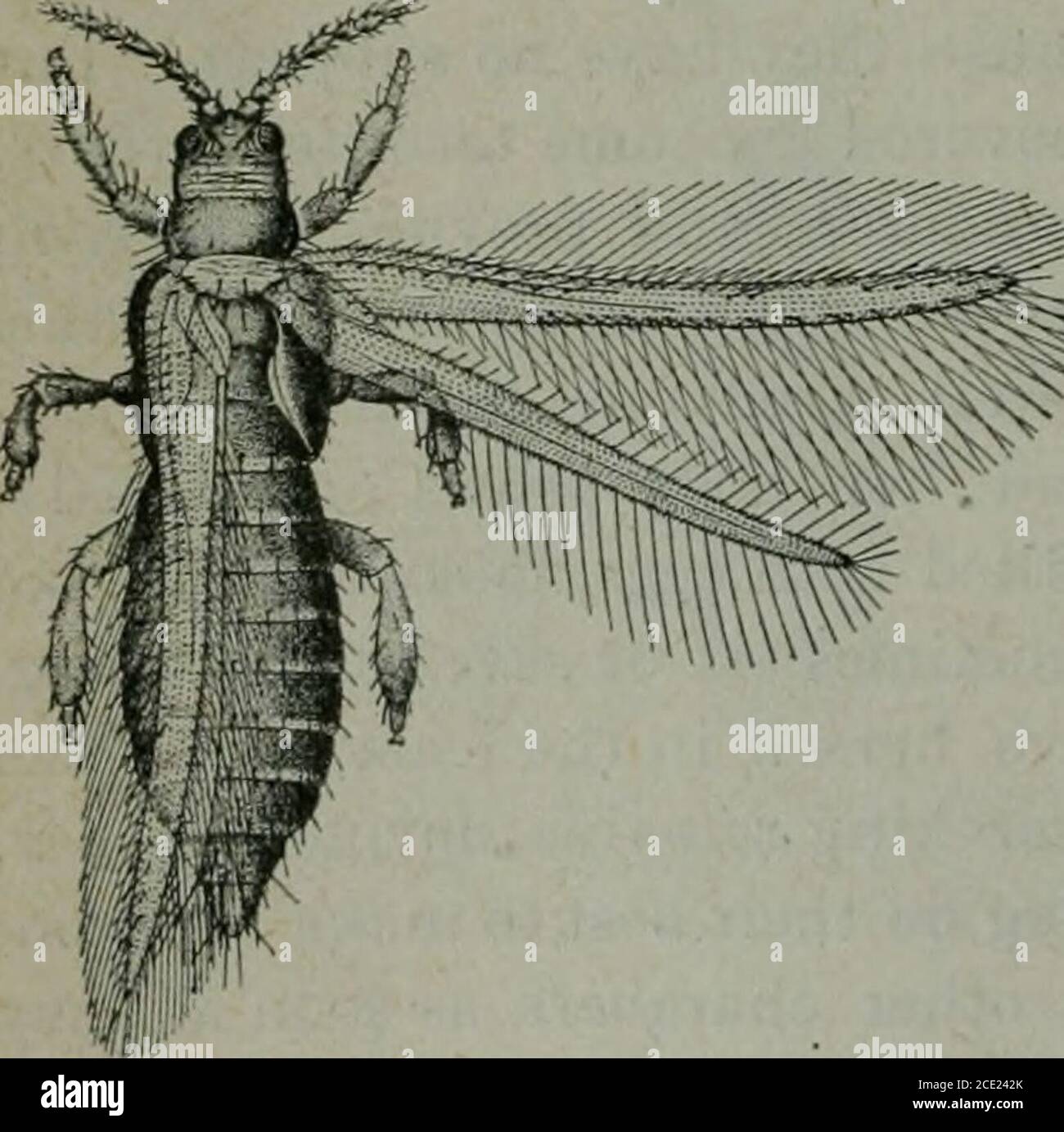 Californias State Insect Name