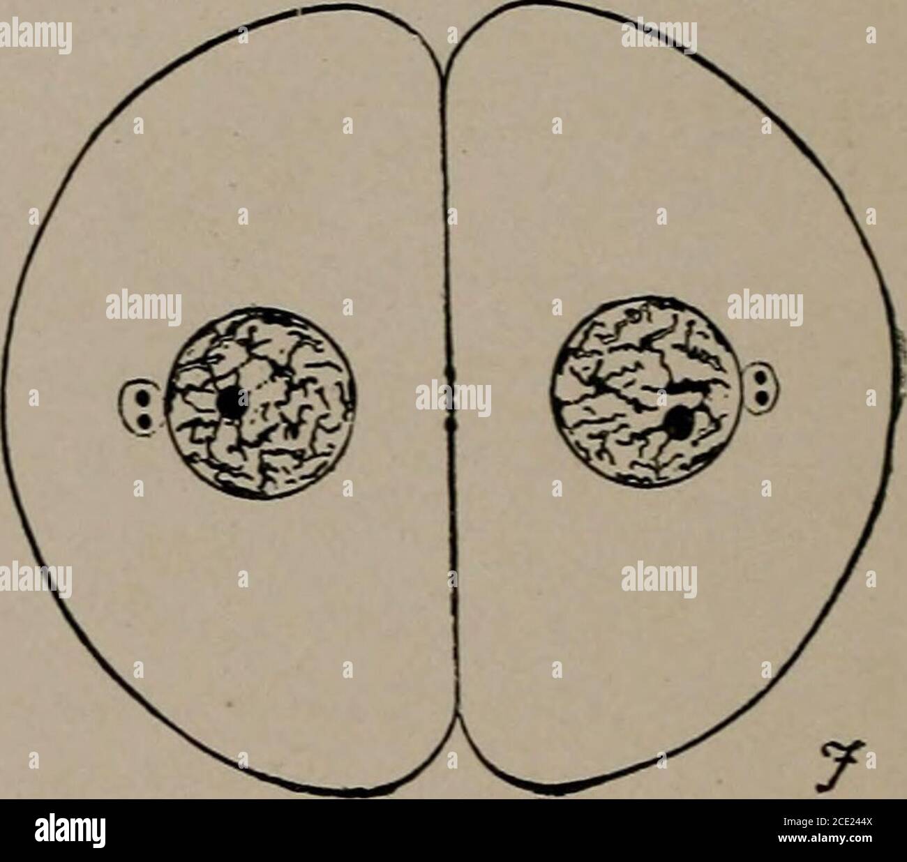 . Biology . Fig. 89.—Middle and end phases of mitosis. G, Metaphase ...