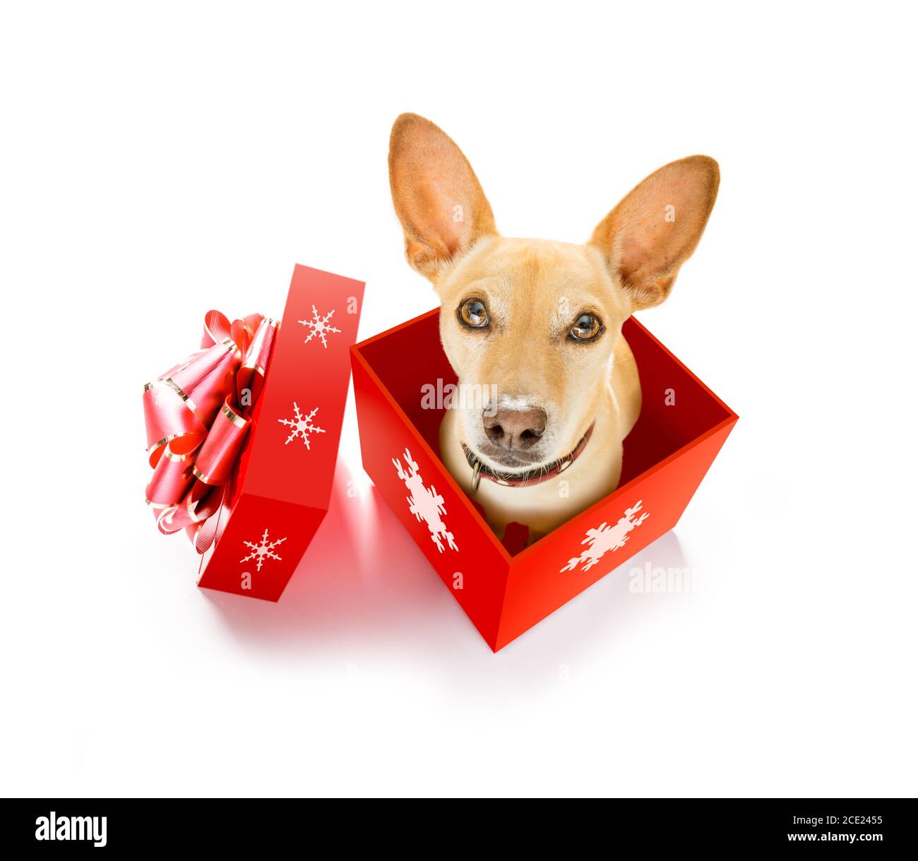 Dog in a box Cut Out Stock Images & Pictures - Alamy