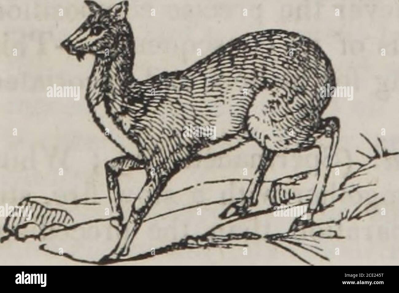 Roe Pouch High Resolution Stock Photography and Images - Alamy