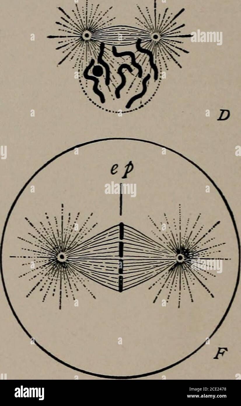 Centrosomes In Mitosis