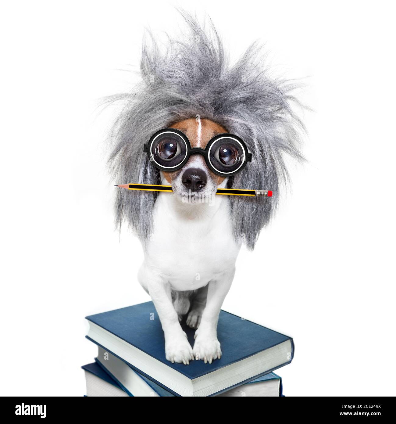 intelligent smart dog with books Stock Photo - Alamy