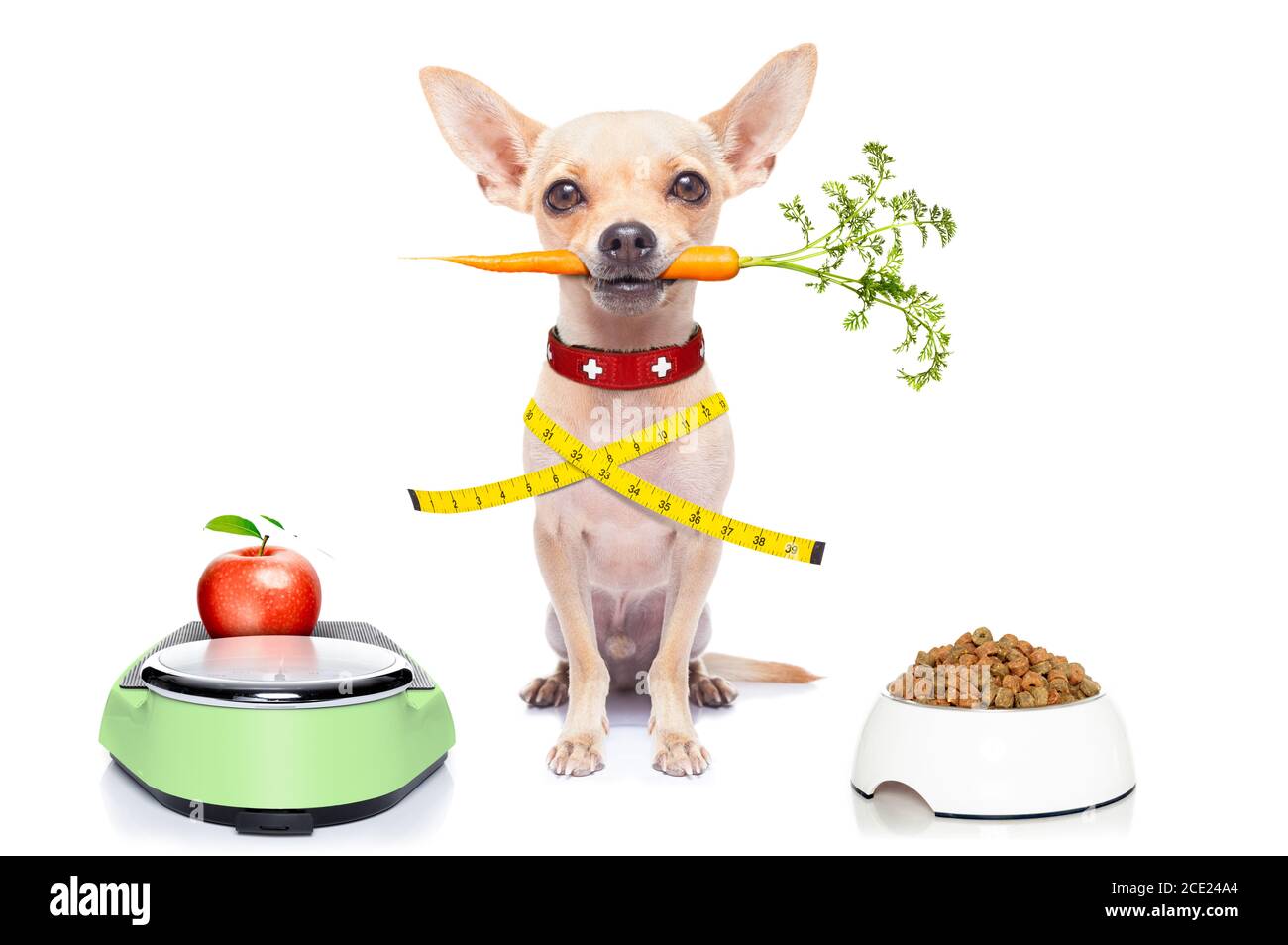healthy hungry dog Stock Photo - Alamy