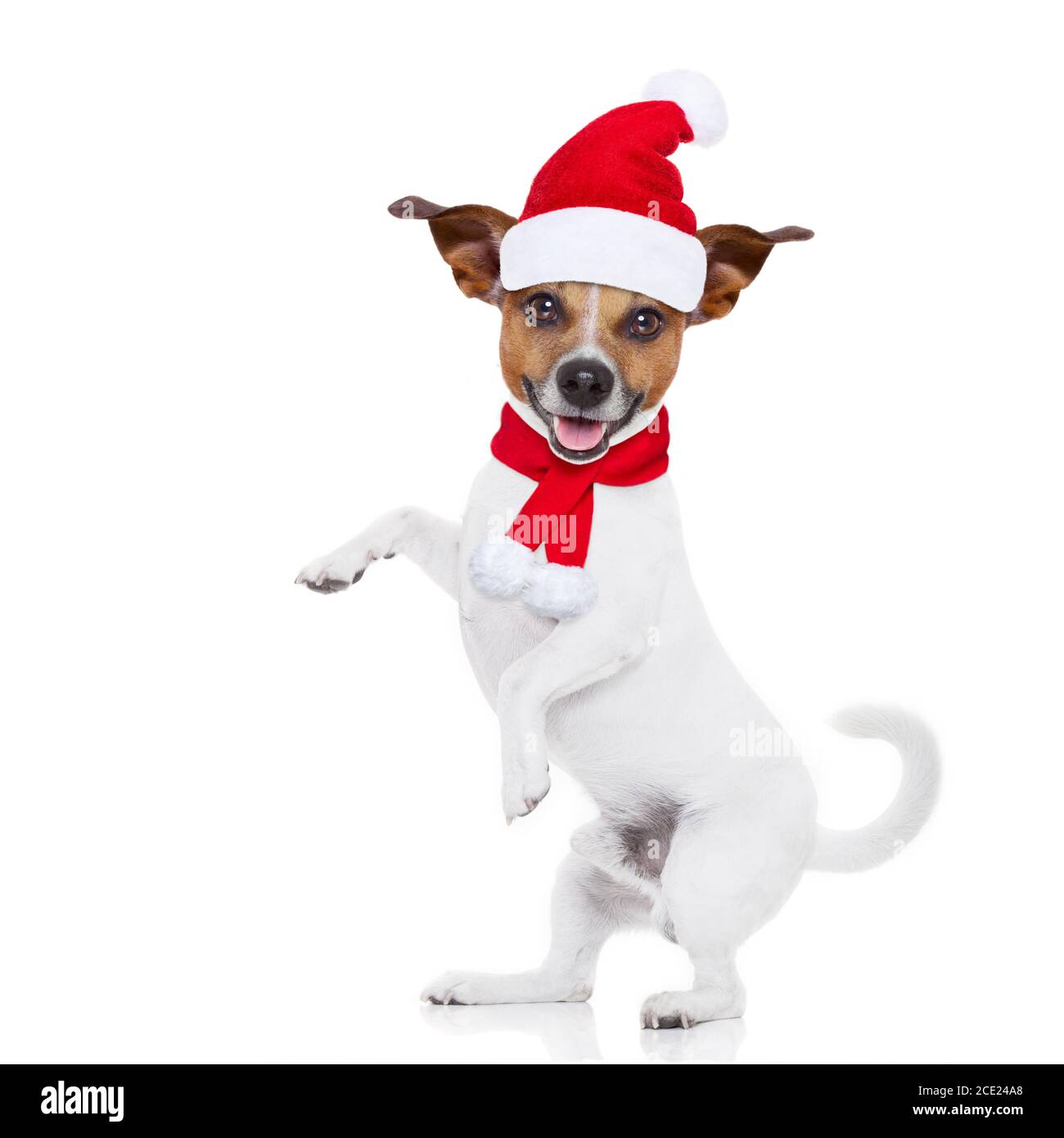 christmas santa dog Stock Photo - Alamy