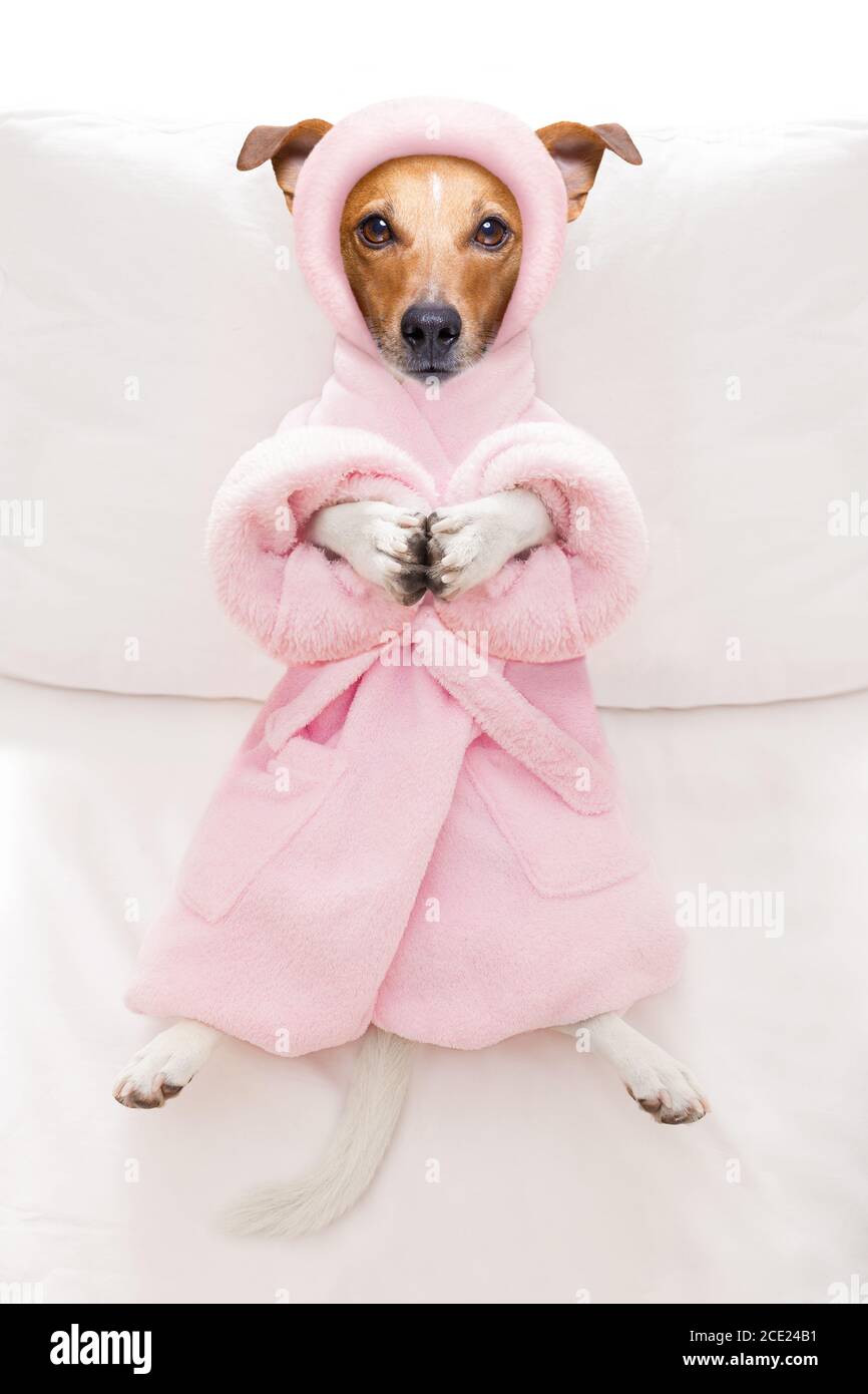 dog spa wellness salon Stock Photo - Alamy