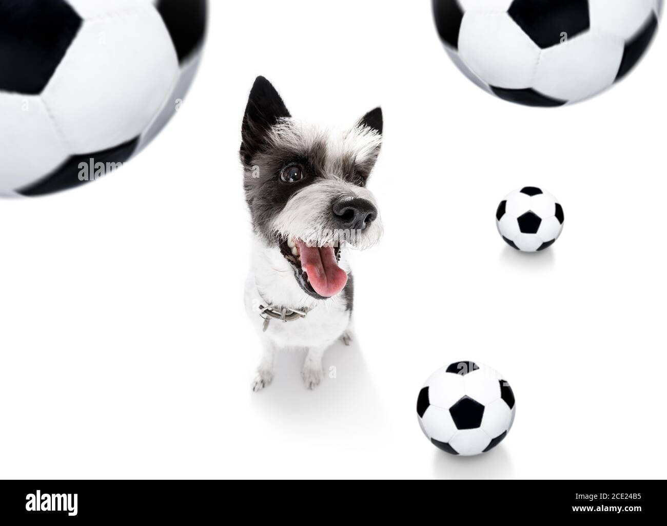 soccer football dog Stock Photo - Alamy