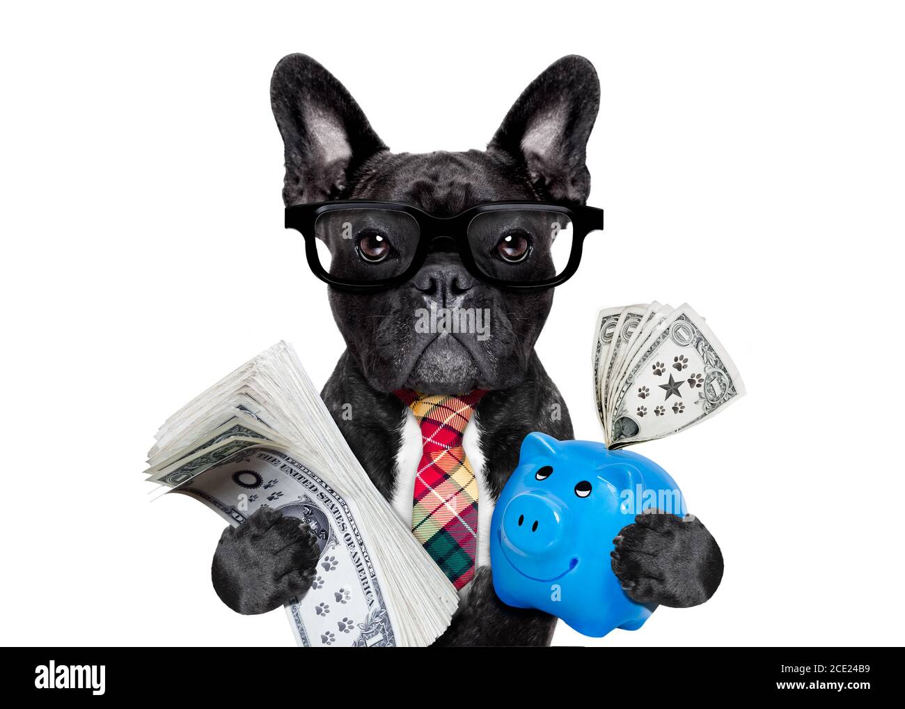 dog money and piggy bank Stock Photo - Alamy