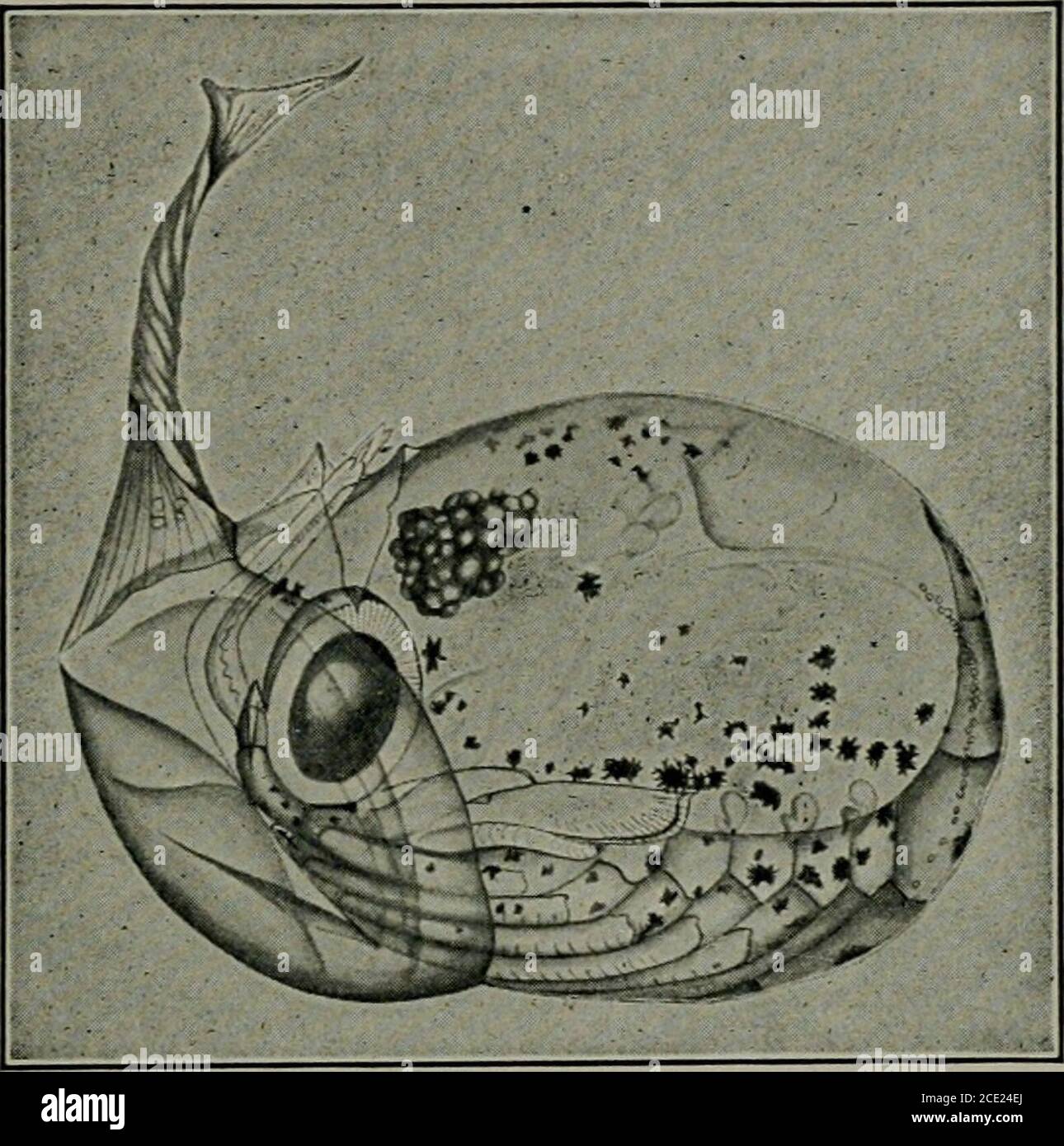 Crab shed shell hi-res stock photography and images - Alamy
