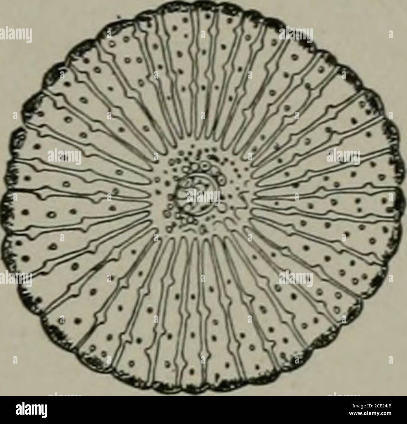 . Biology . Fig. 76.—Centrolecithal type of egg and cleavage in the ...
