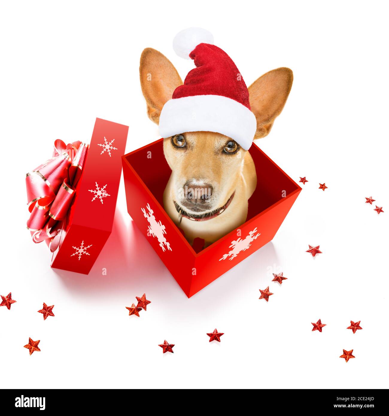 christmas santa claus dog Stock Photo - Alamy