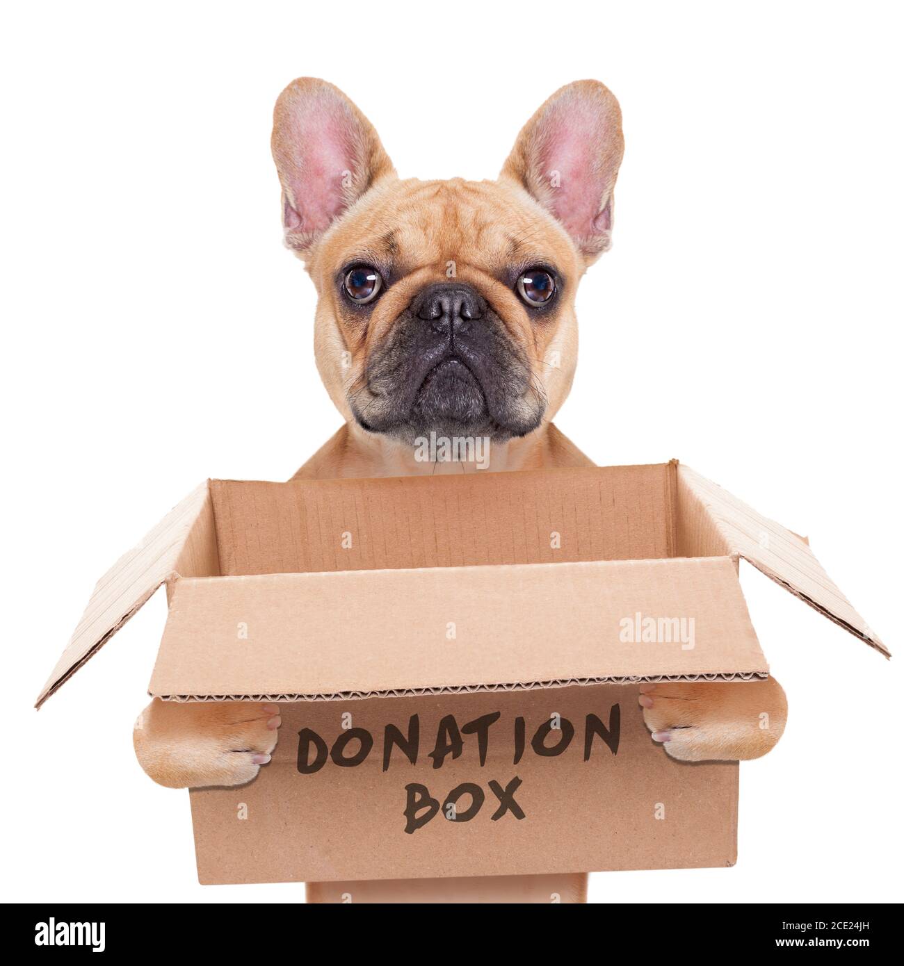 Dog donation box hi-res stock photography and images - Alamy